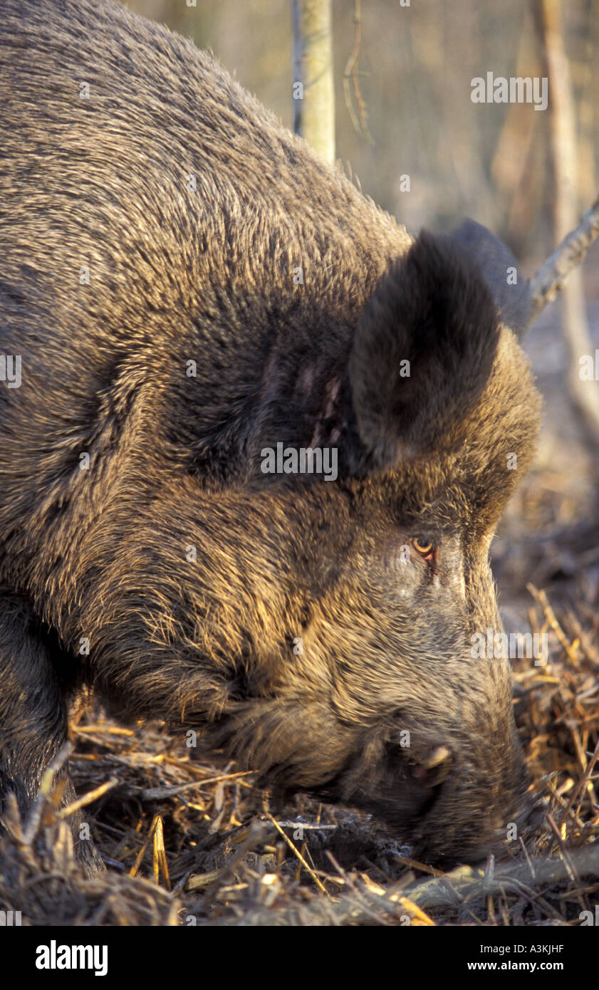 English wild boar hi-res stock photography and images - Alamy