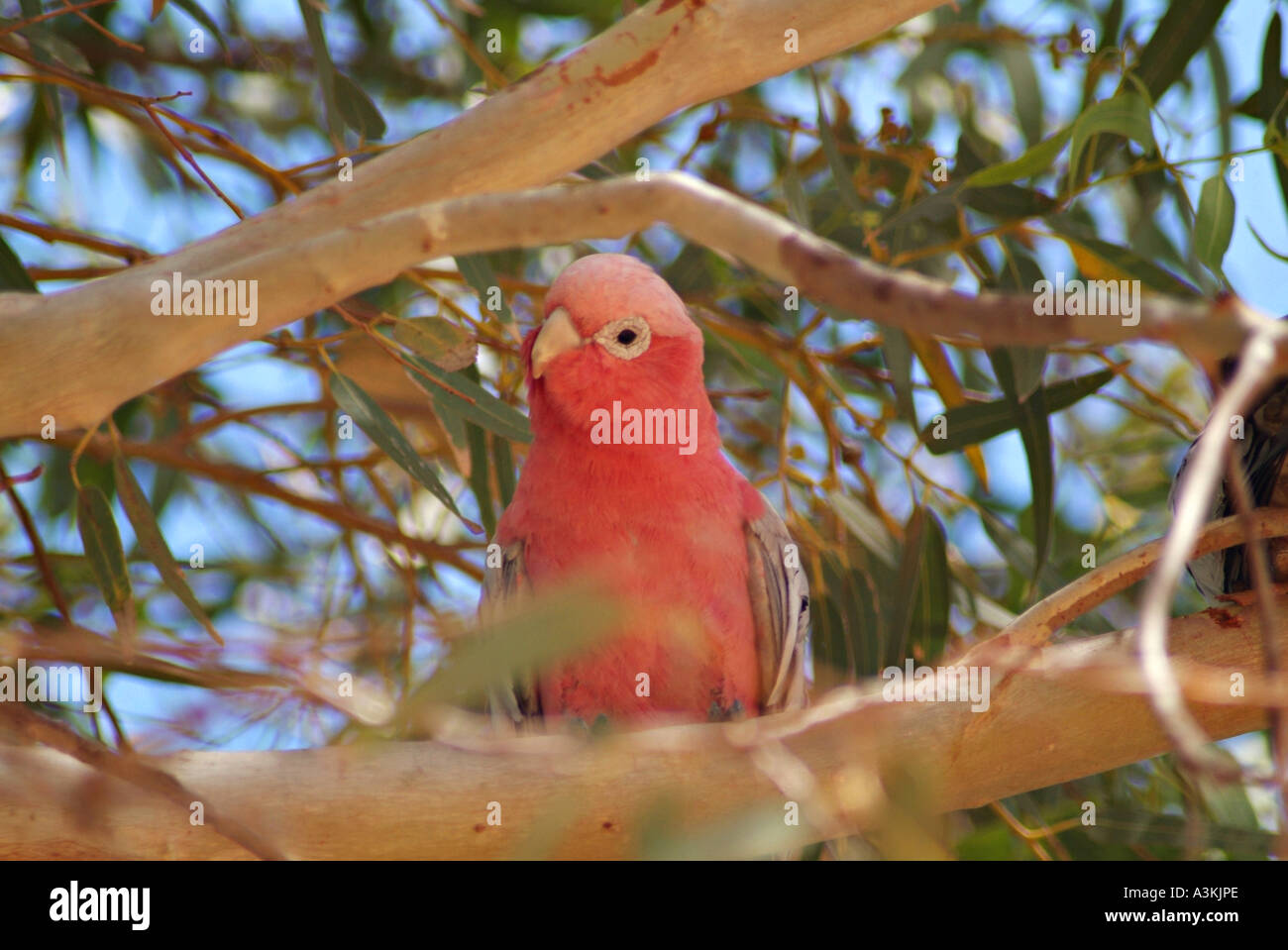 Pink Australian Galah parrot Cacatua roseicapilla Western Australia ...