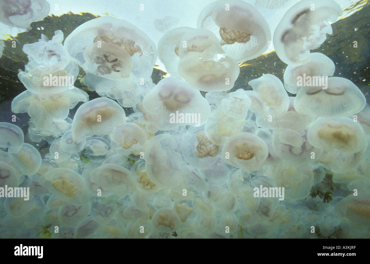 Jellyfish swarm uk hi-res stock photography and images - Alamy