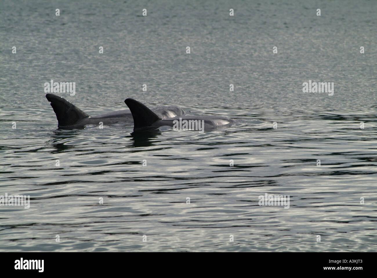 Two dolphins in the sea with fins above water Western Australia Stock ...
