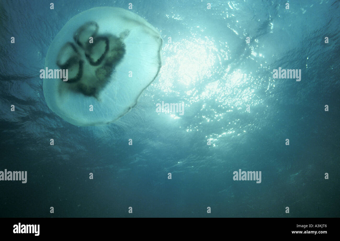 Common or moon jellyfish Aurelia aurita in Weasel Loch St Abbs and ...