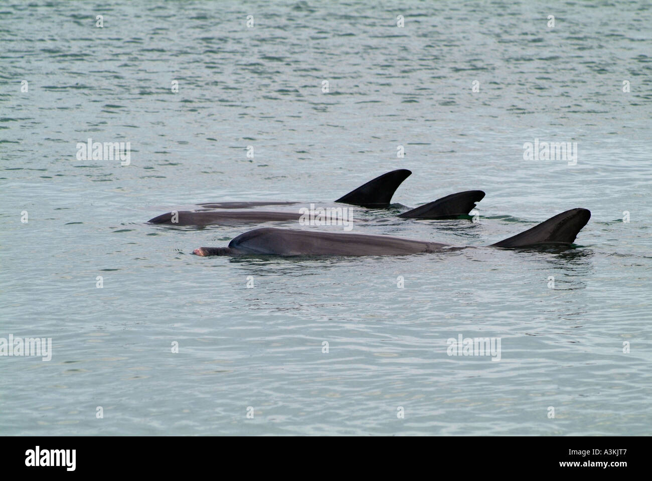 Three dolphins in the sea with fins above water Western Australia Stock ...