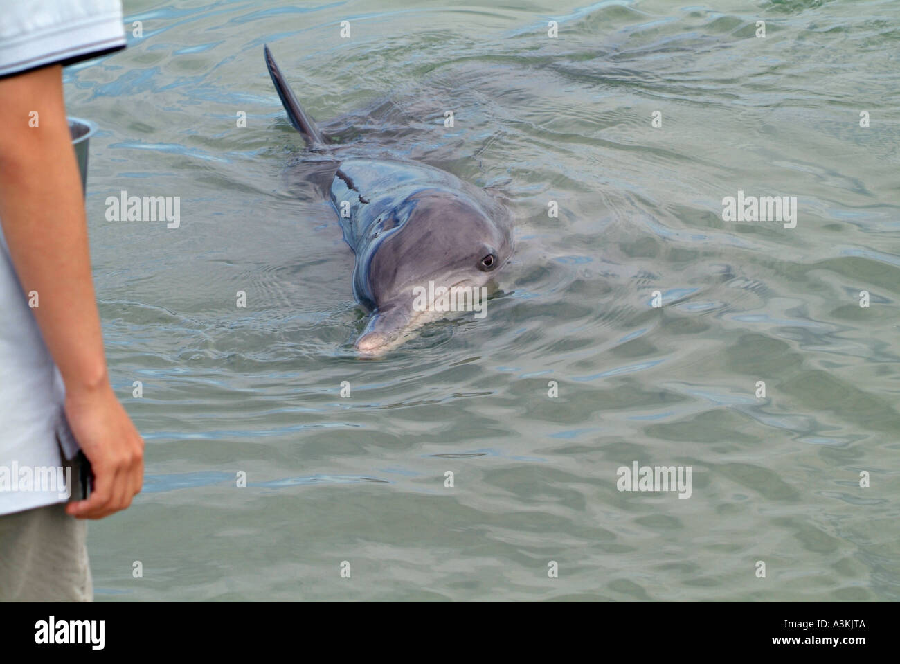 Detail of dolphin in water with dolphin looking at camera Person ...