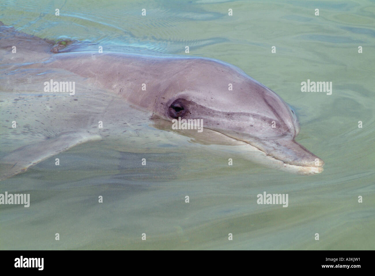 Australia06045dis3 hi-res stock photography and images - Alamy