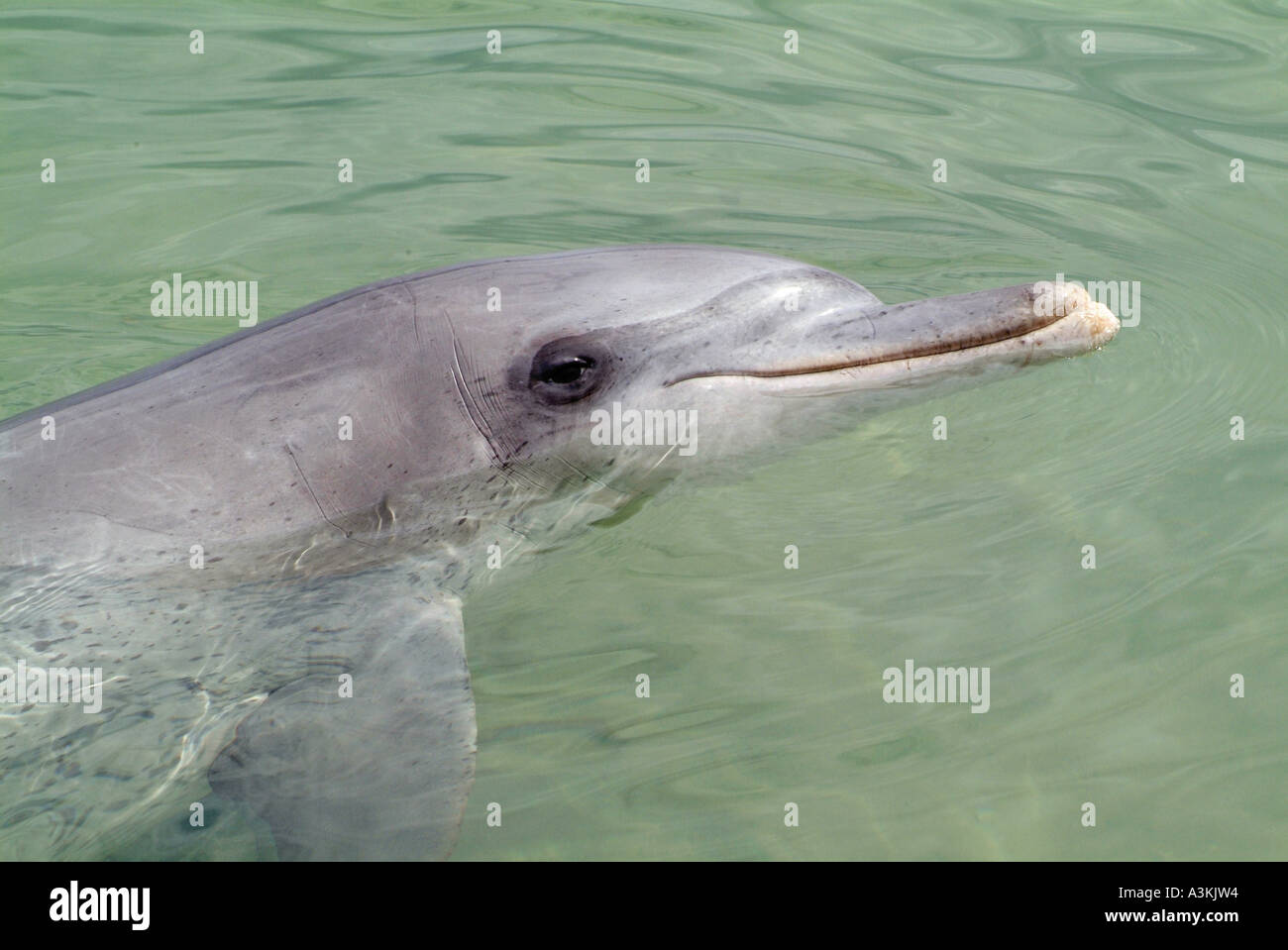 Dolphin looking at camera ocean hi-res stock photography and images - Alamy