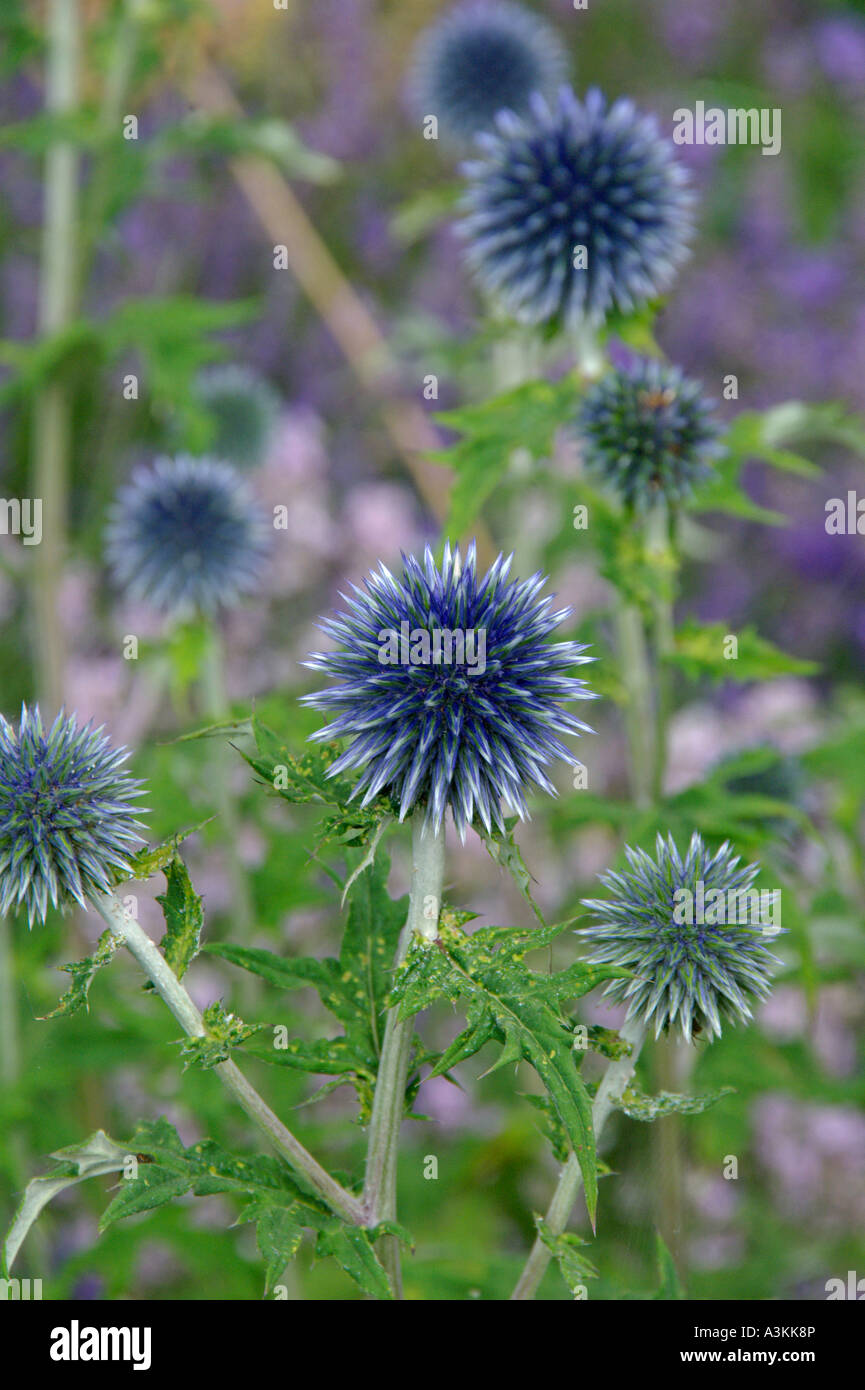 Close up of Flowers grown in a Scottish Garden Central Scotland July ...