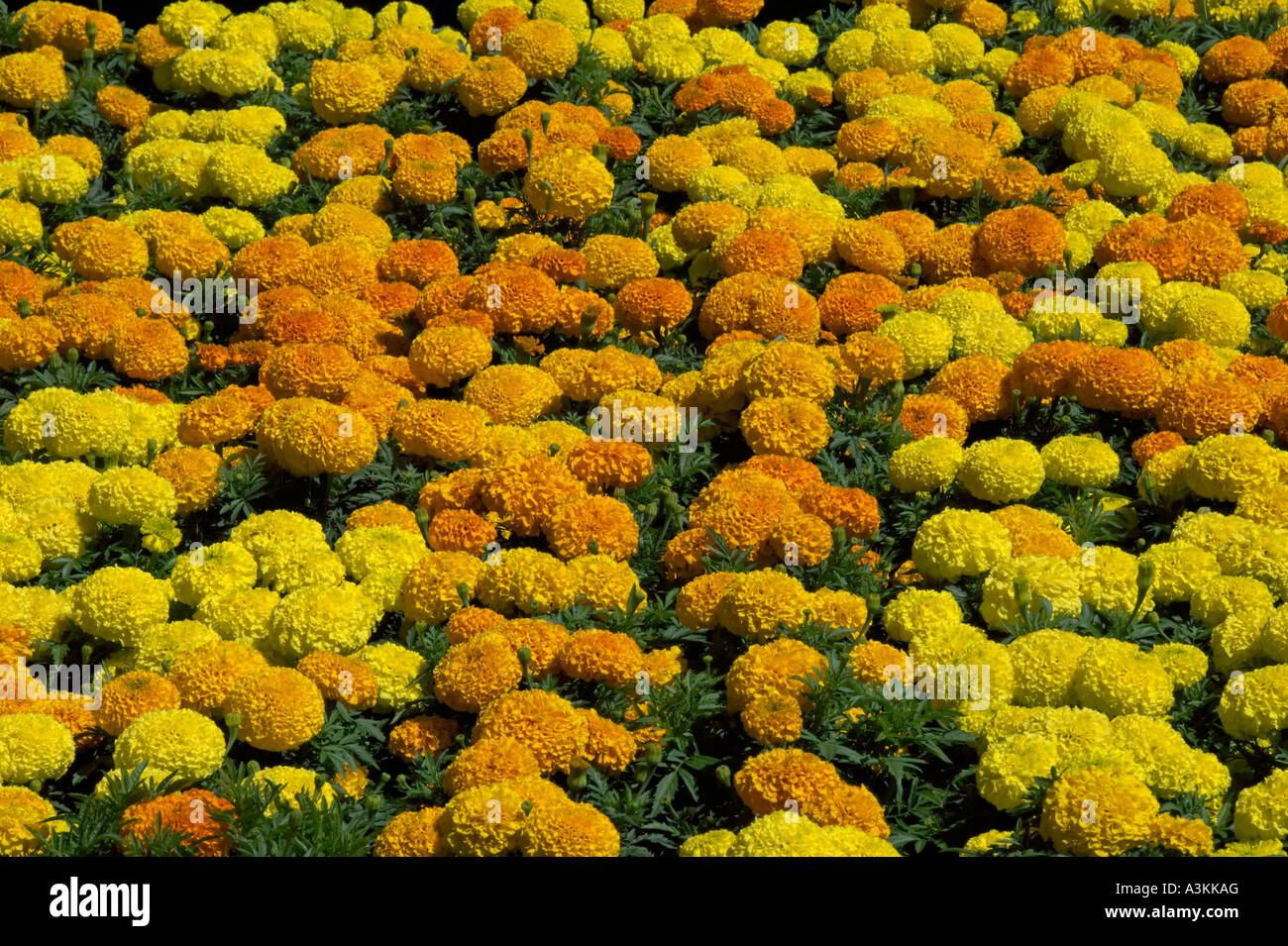 Marigold flowerhead hi-res stock photography and images - Alamy