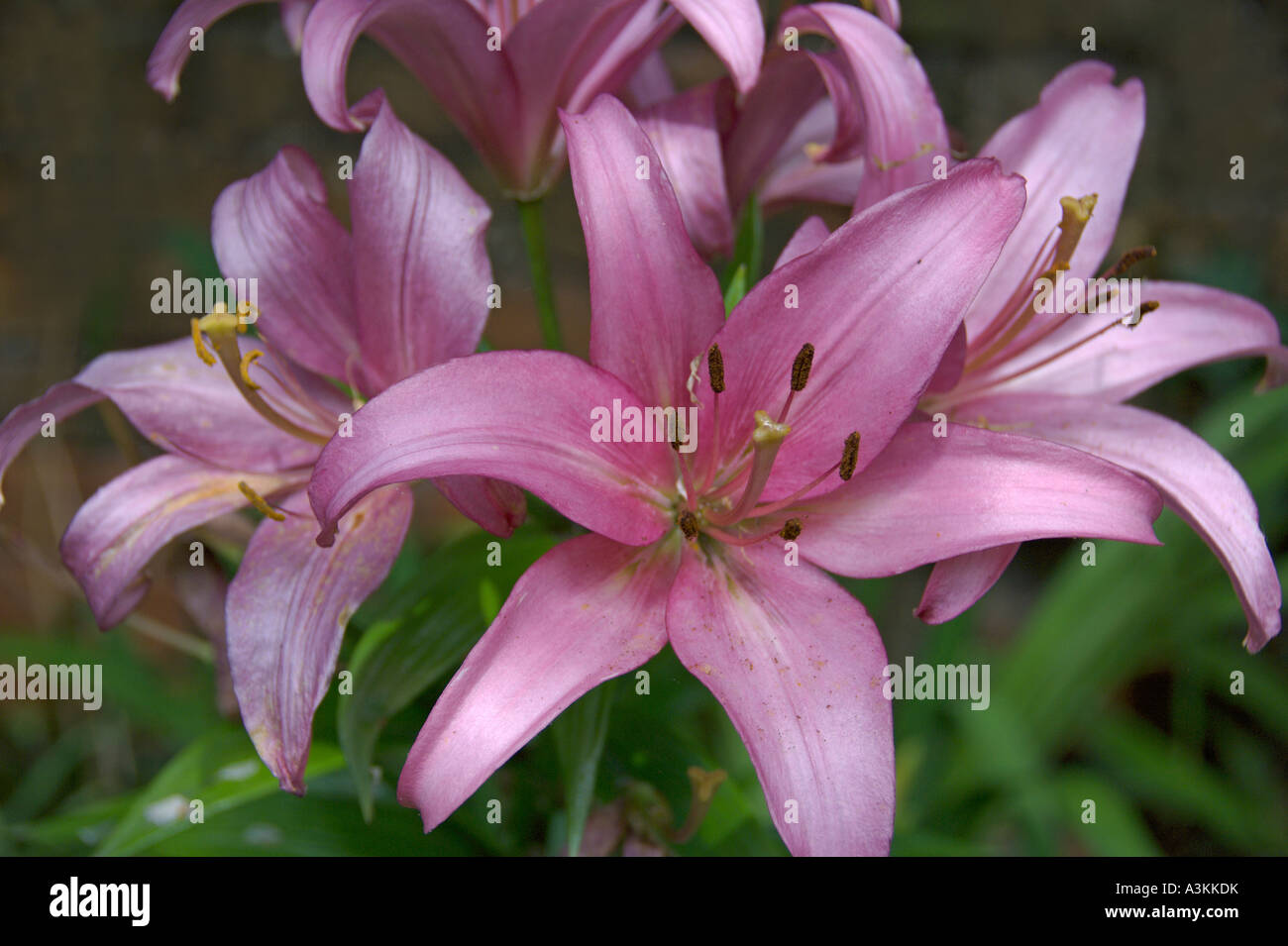 Lilac lily head against dark background July 2006 Stock Photo - Alamy