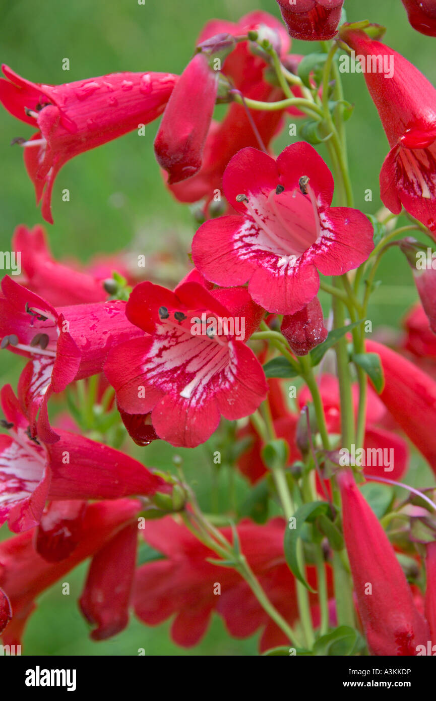 Red Penstemon flower heads against green background July 2006 Stock ...