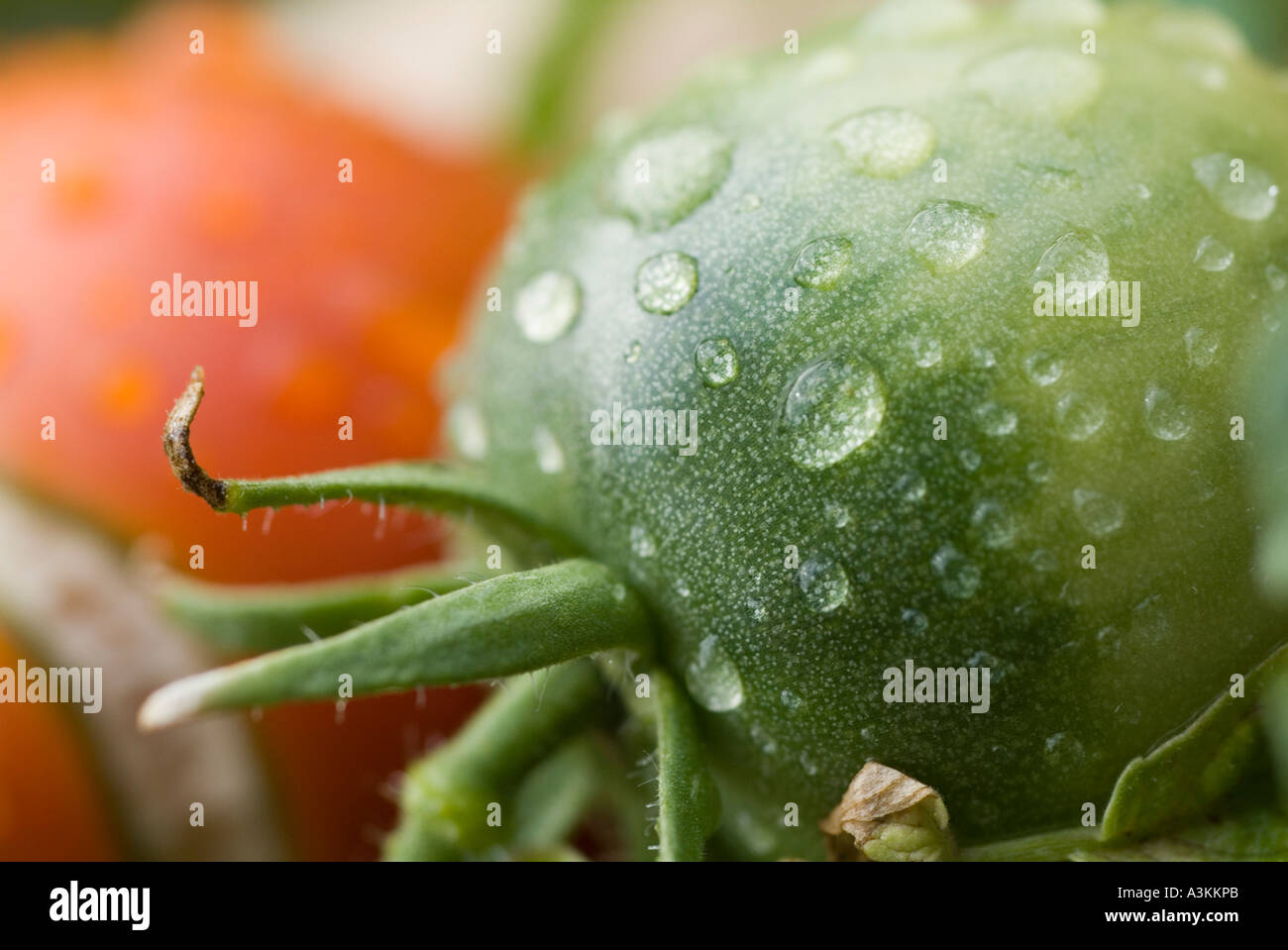 Var1175 hi-res stock photography and images - Alamy