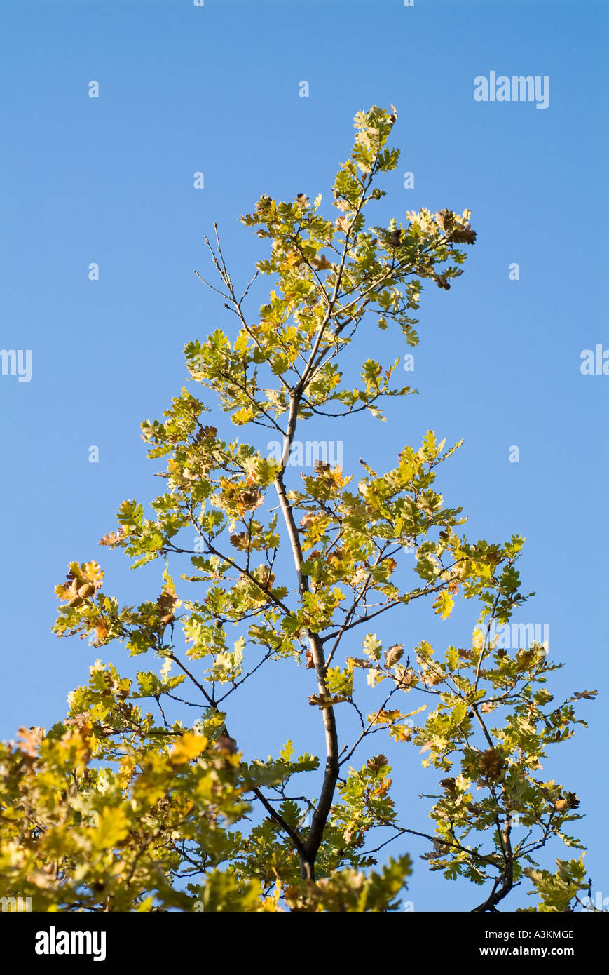 Low angle of tree hi-res stock photography and images - Alamy