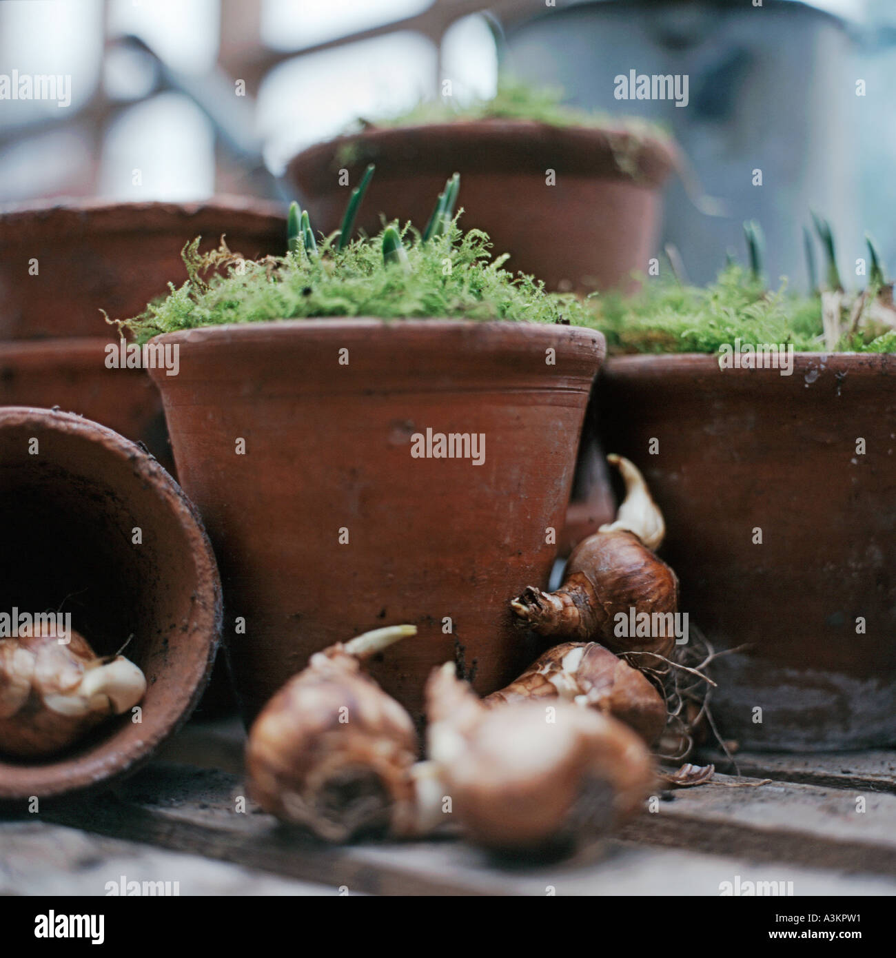 flower bulbs in terra cotta pots Stock Photo - Alamy