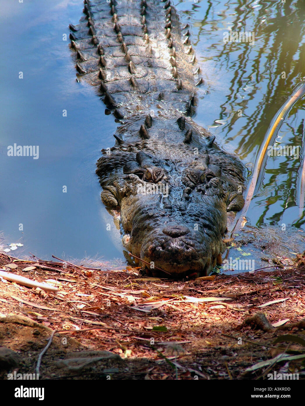 Australian salt water crocodile Queensland Australia Stock Photo - Alamy