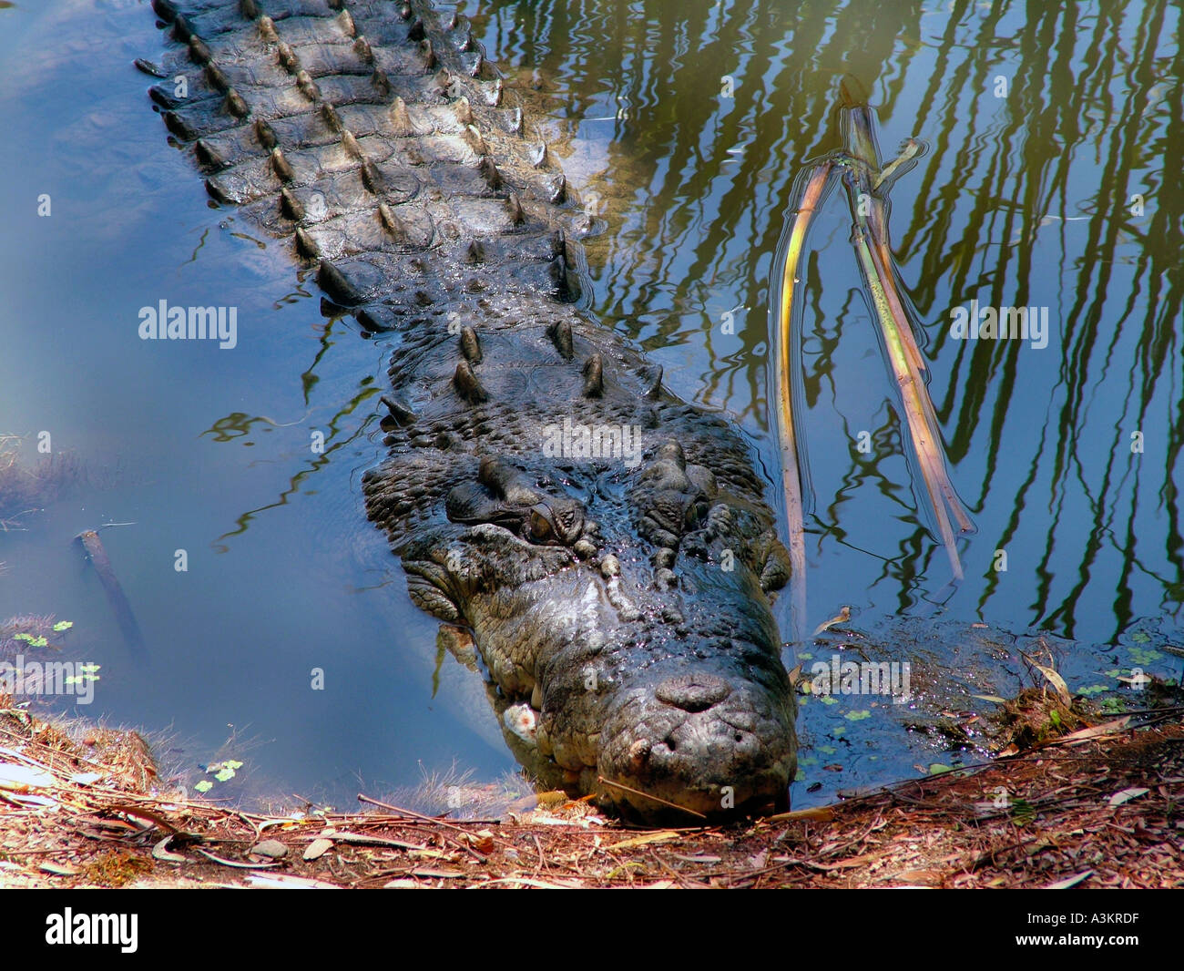 Australian salt water crocodile Queensland Australia Stock Photo - Alamy