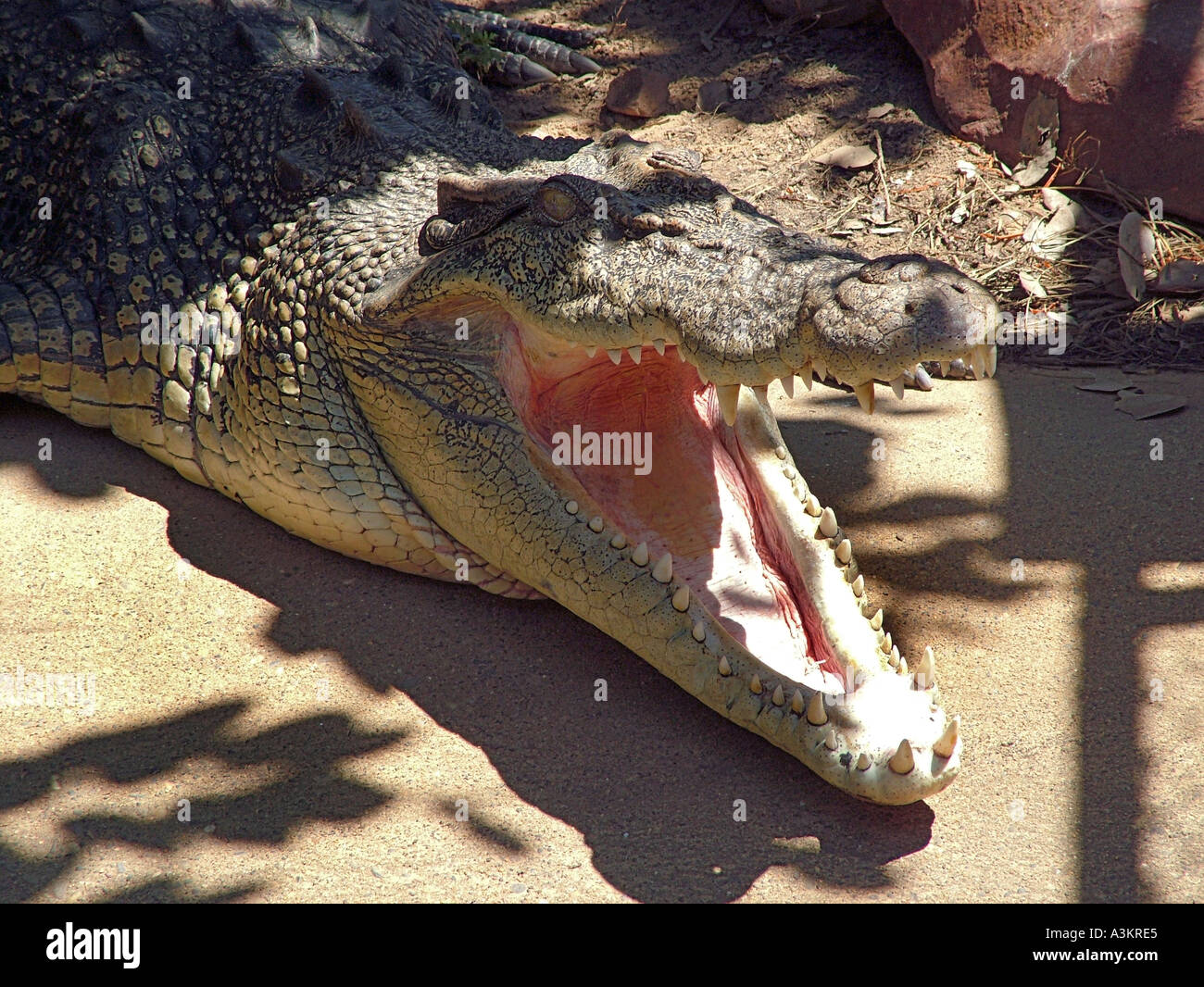Australian salt water crocodile Kimberly Australia Stock Photo - Alamy