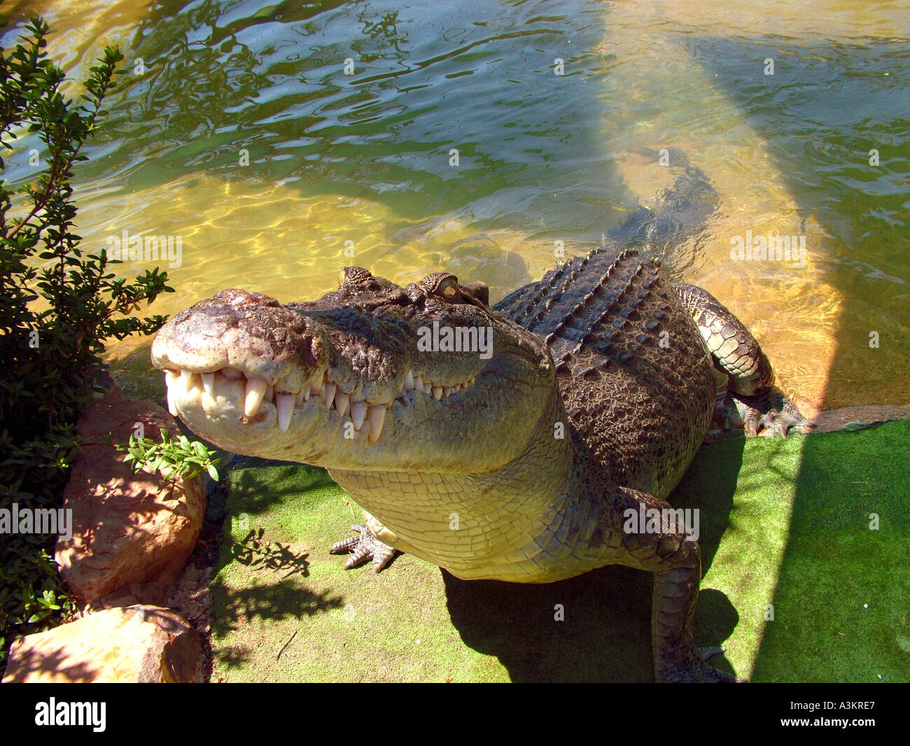 Australian salt water crocodile Queensland Australia Stock Photo - Alamy