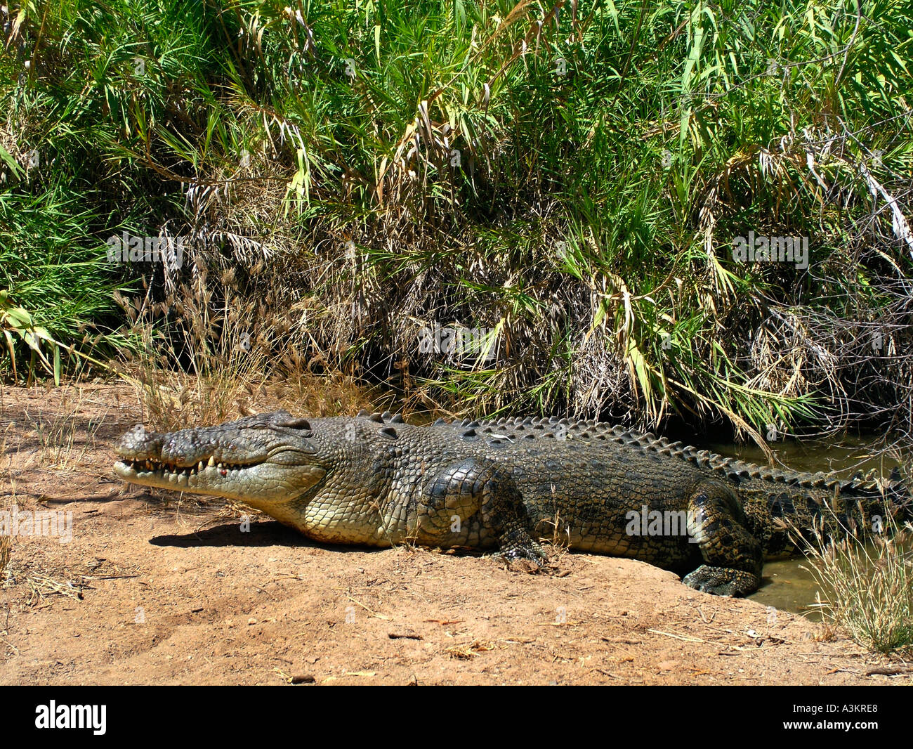 Australian salt water crocodile Queensland Australia Stock Photo - Alamy