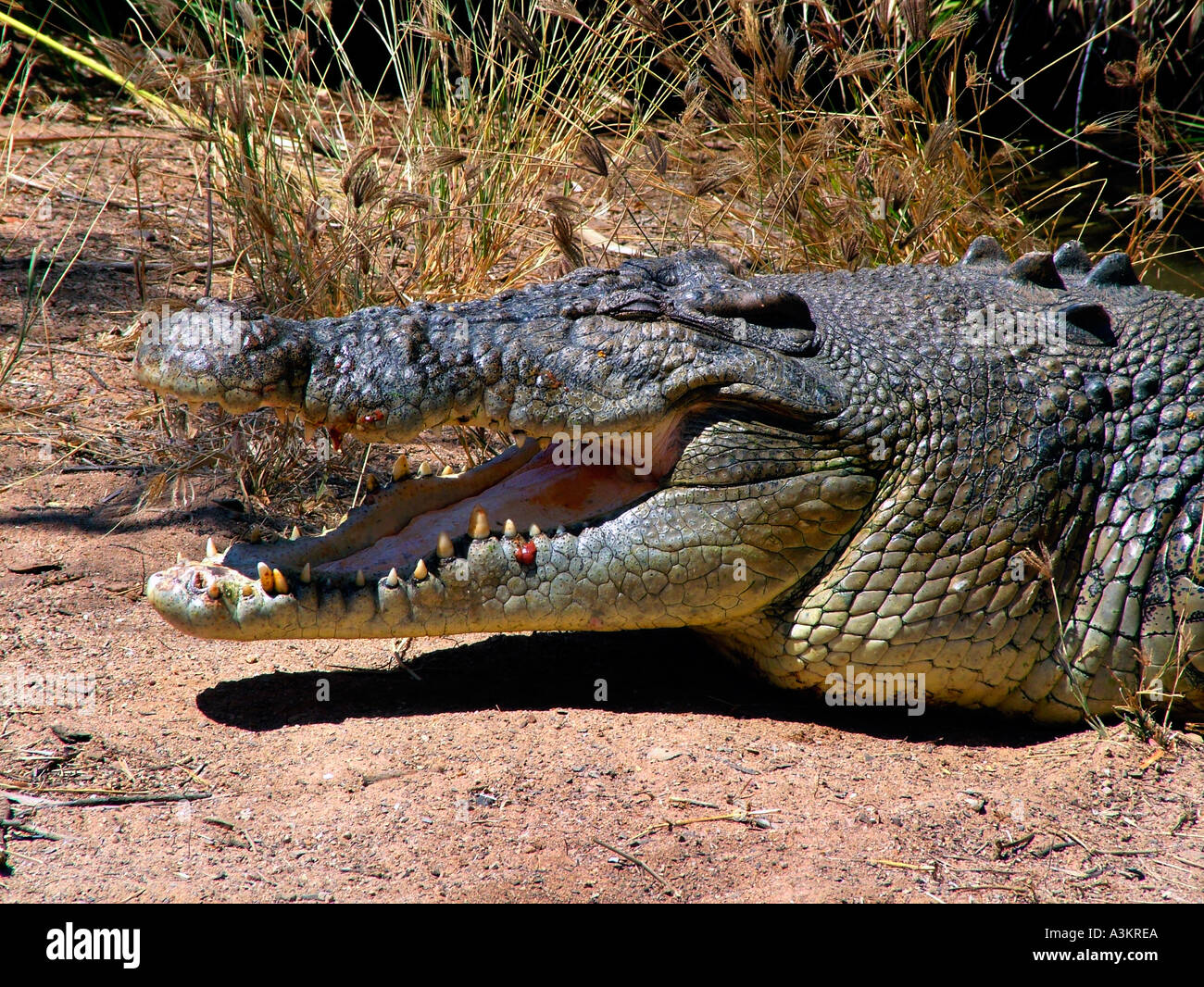 Australian salt water crocodile Kimberly Australia Stock Photo - Alamy