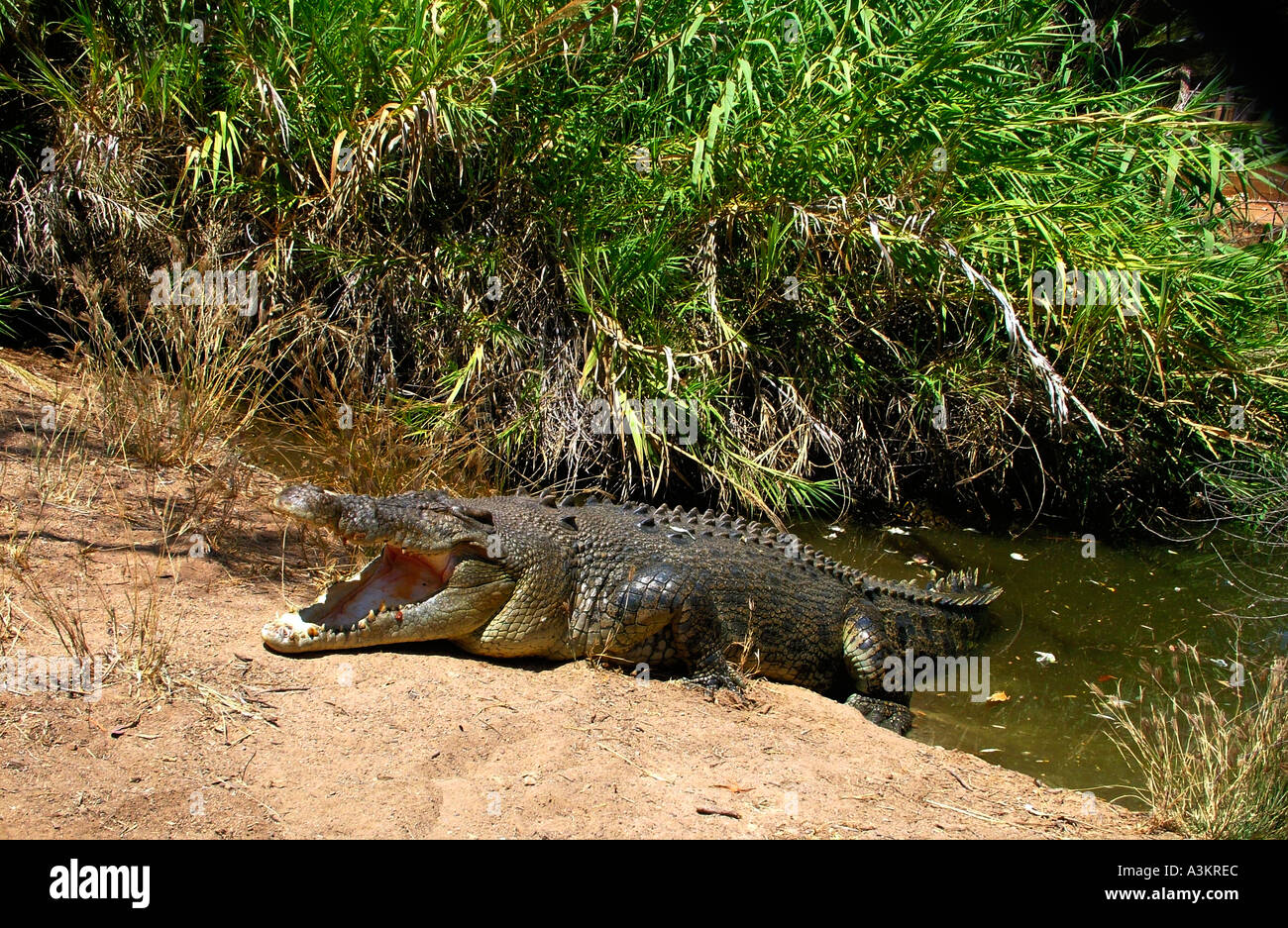Australian salt water crocodile Queensland Australia Stock Photo - Alamy