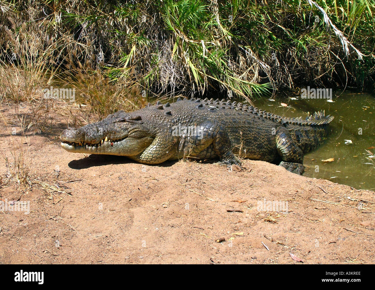 Australian salt water crocodile Queensland Australia Stock Photo - Alamy