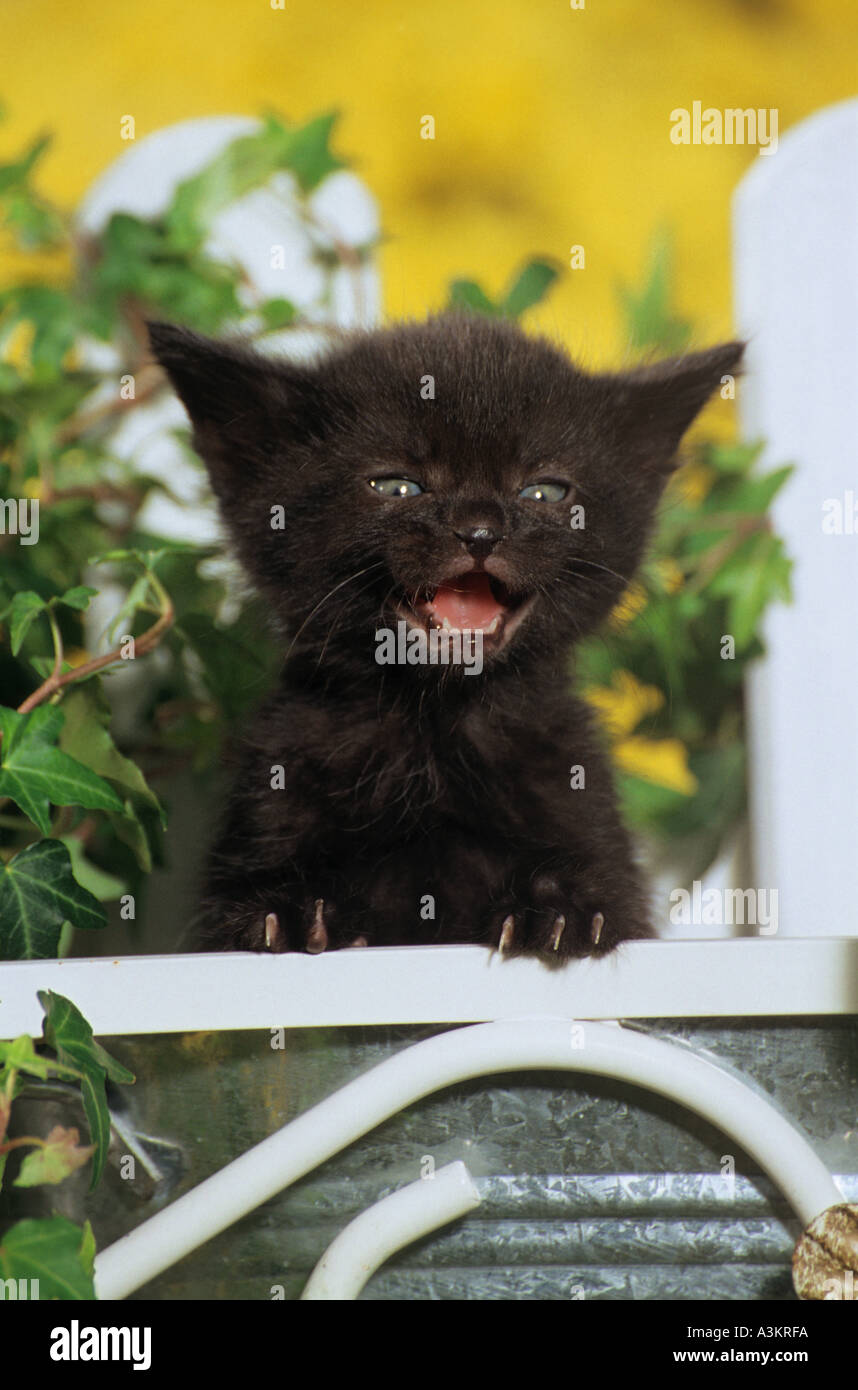 black cat kitten - meowing Stock Photo - Alamy