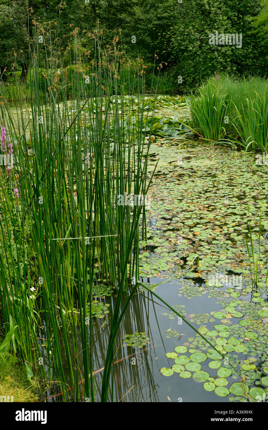 Bulrushes growing in water Stock Photo - Alamy