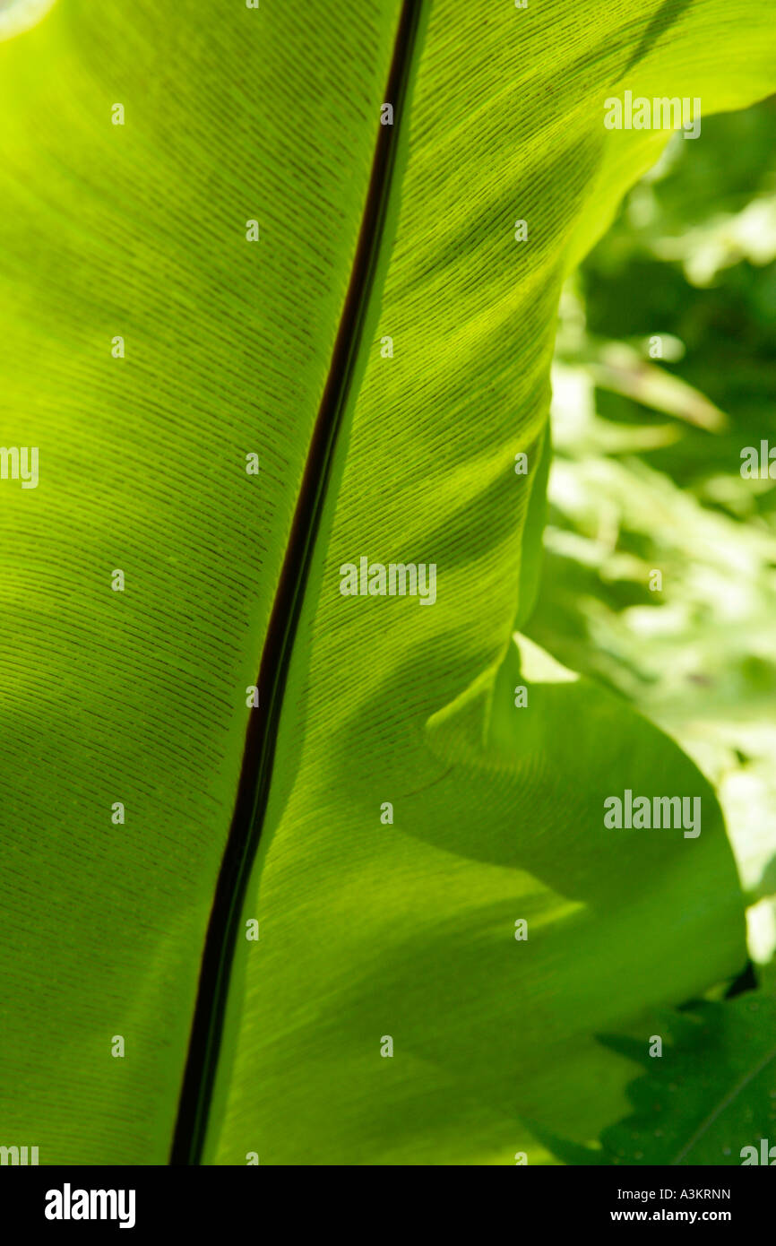 Underside of leaf Stock Photo - Alamy