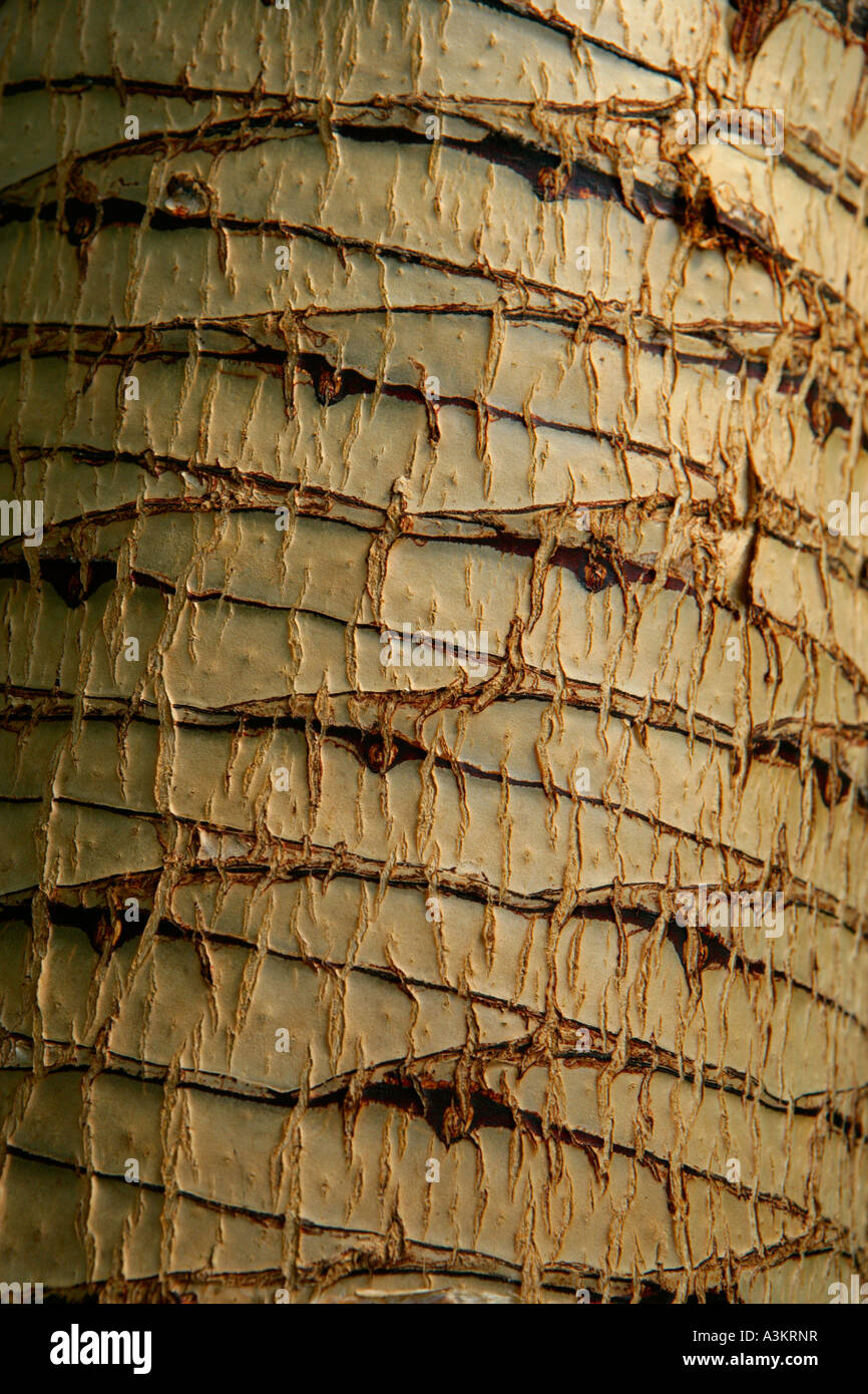 Close up of tree bark Stock Photo - Alamy