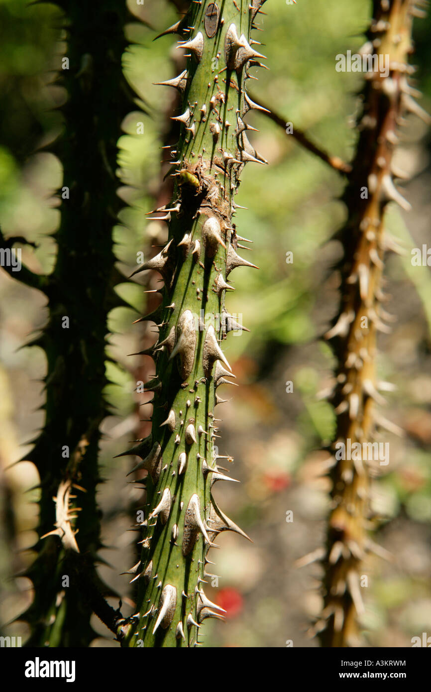 Thorns of roses hi-res stock photography and images - Alamy