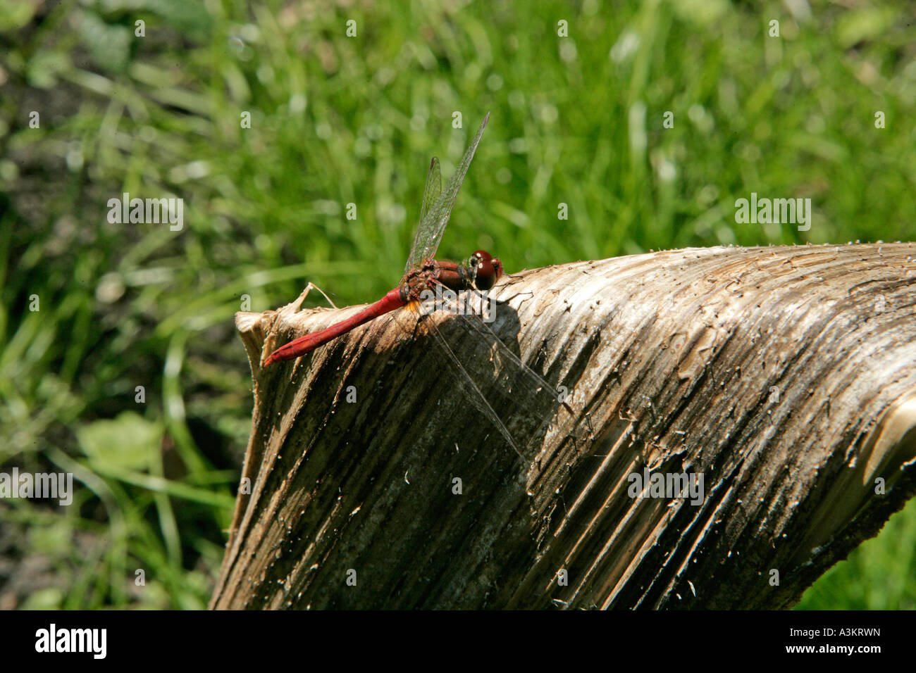 Dragonfly insect world plant hi-res stock photography and images - Alamy