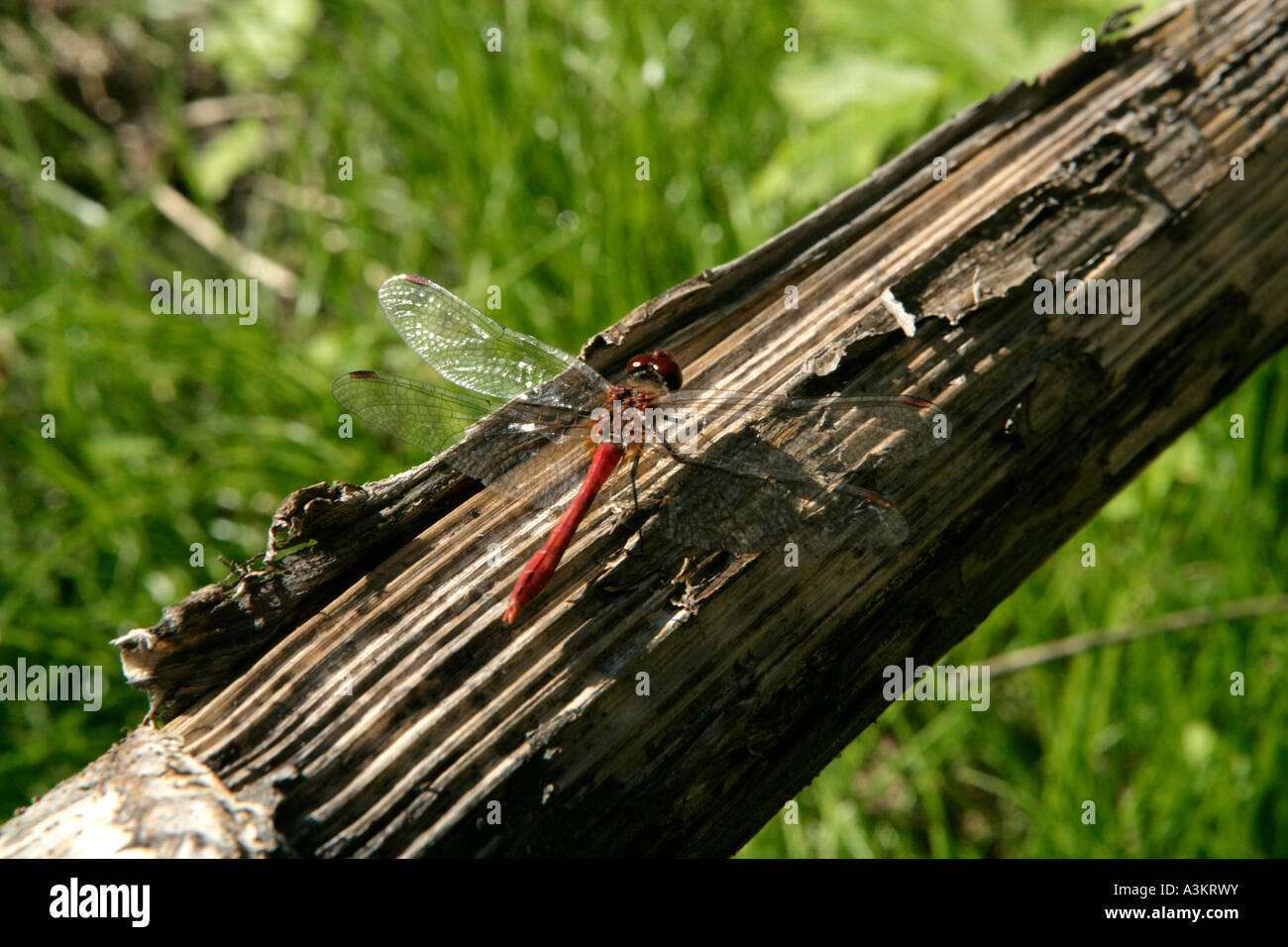 Dragonfly insect world plant hi-res stock photography and images - Alamy