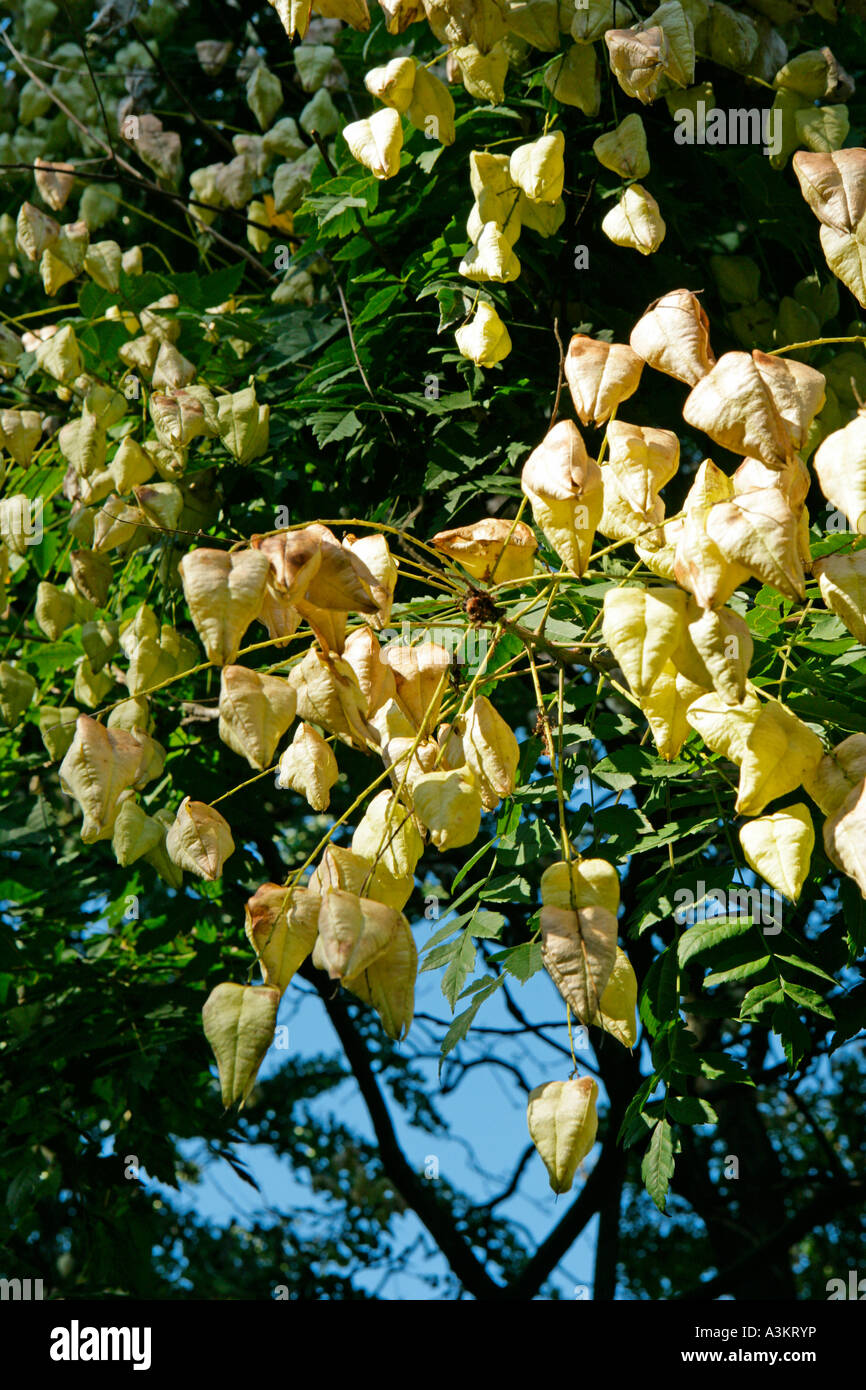 Raintree hi-res stock photography and images - Alamy