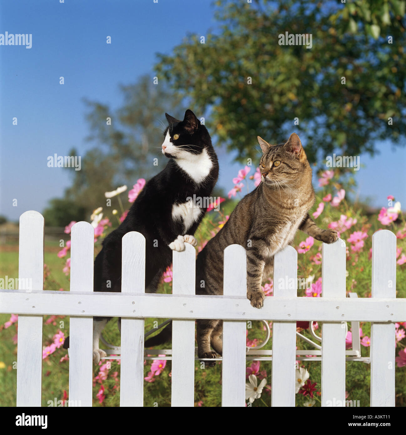 Two cats outside domestic hi-res stock photography and images - Alamy
