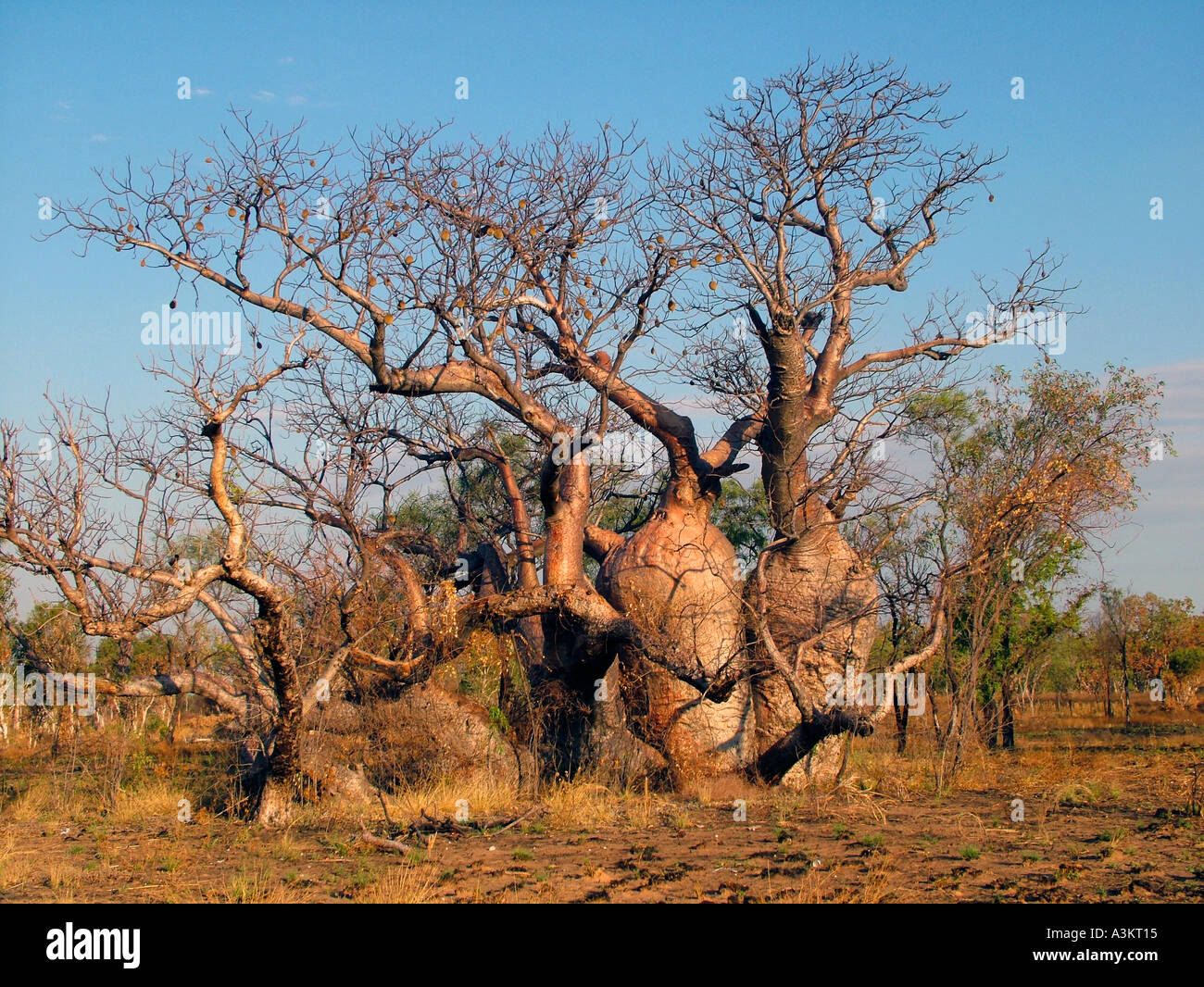 Boab tree and orange coloured earth Kimberly Australia Stock Photo - Alamy