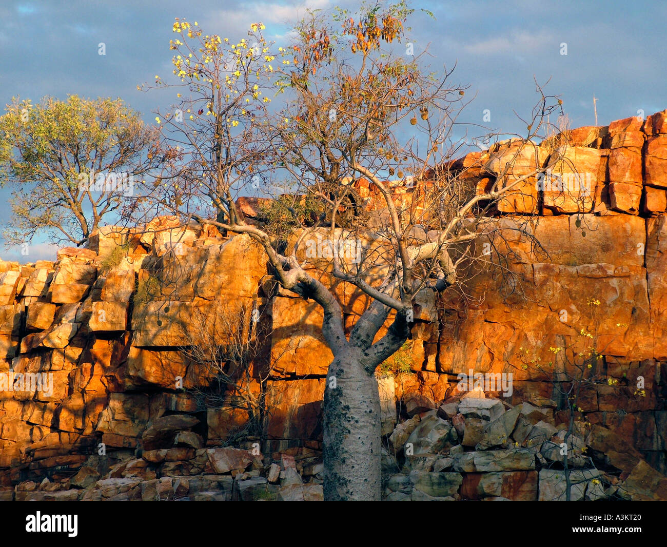 Young Boab tree and orange coloured rocks Kimberly Australia Stock ...