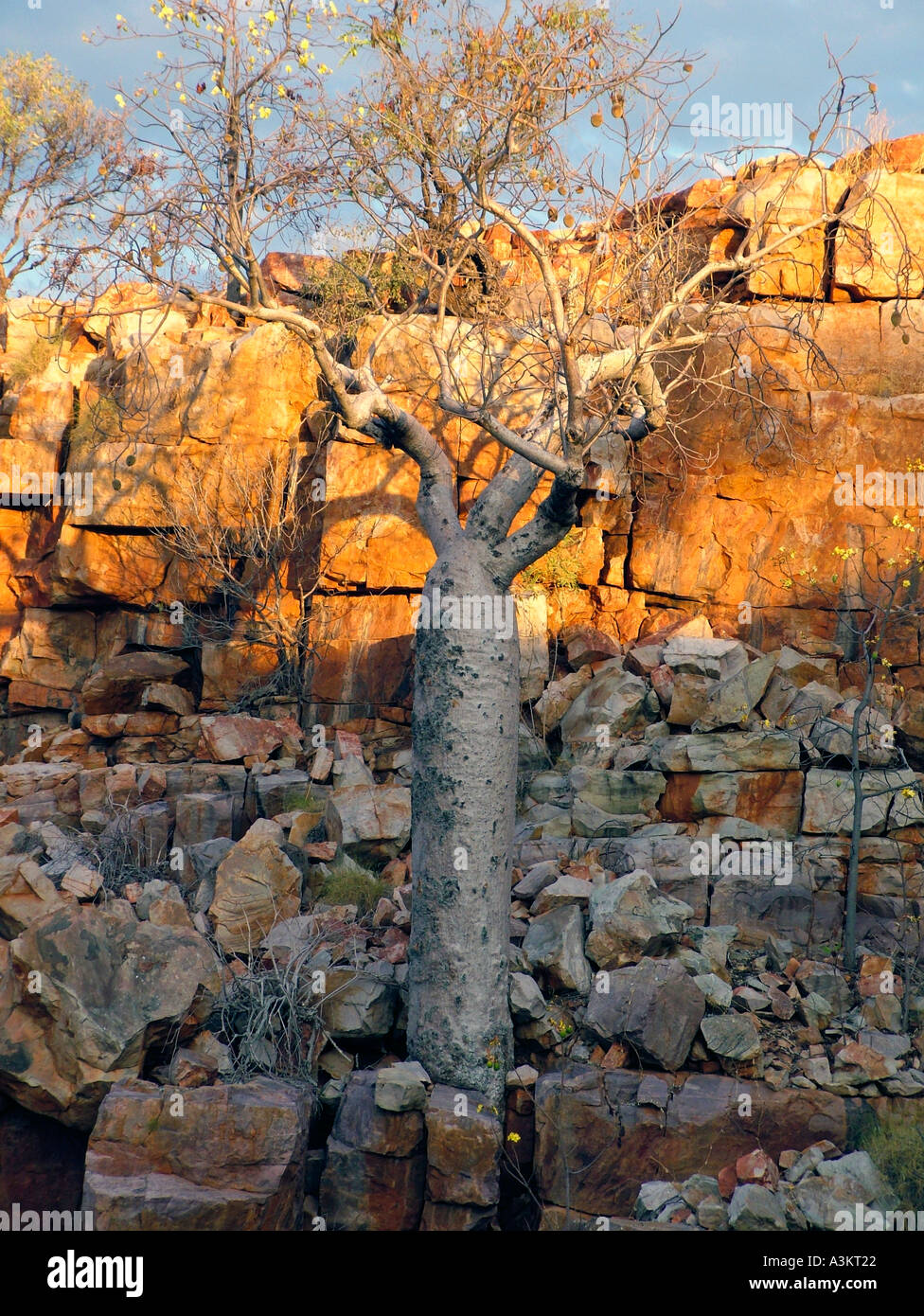 Young Boab tree and orange coloured rocks Kimberly Australia Stock ...