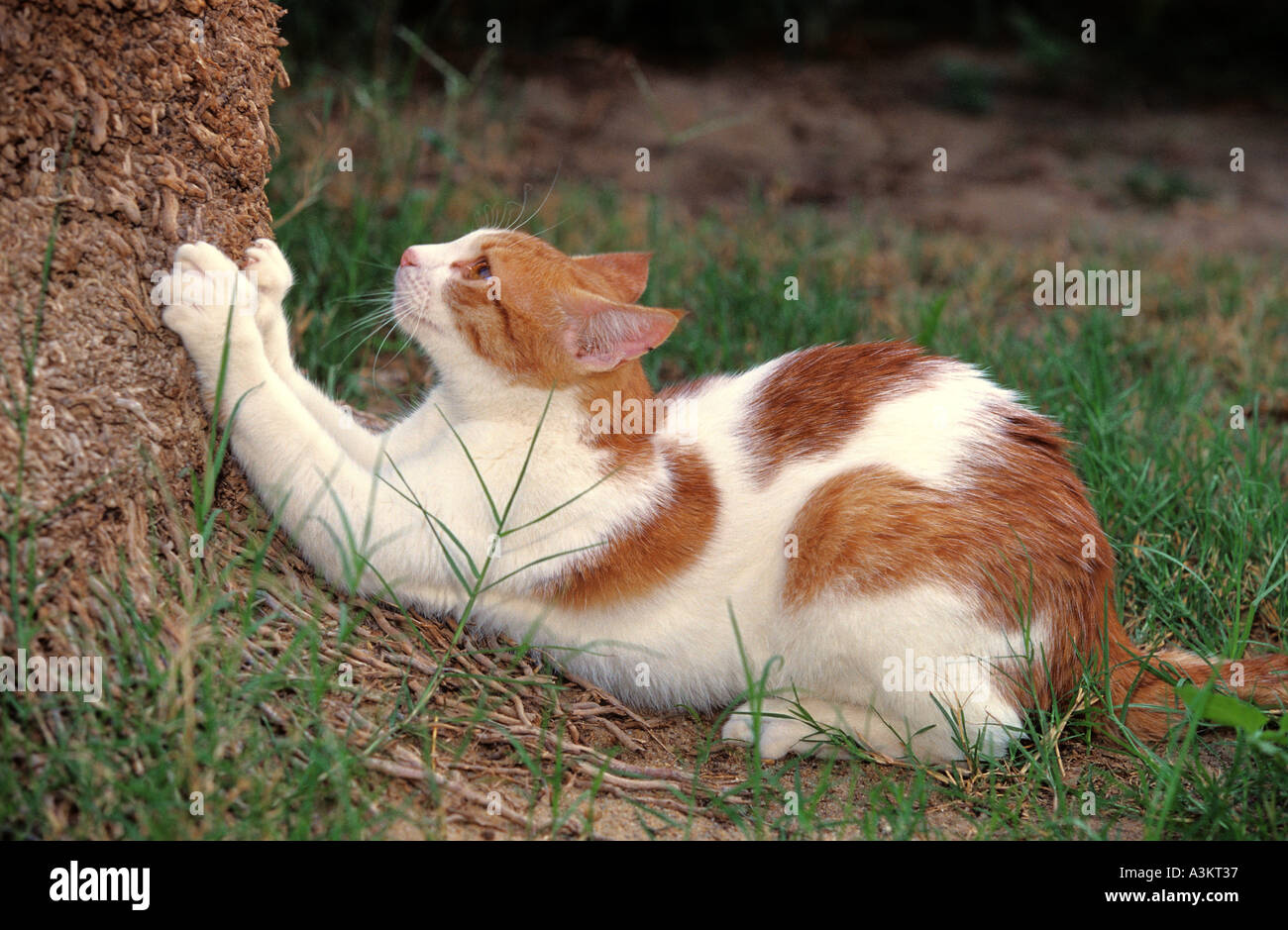 Domestic Cat sharpening the claws at tree Stock Photo - Alamy