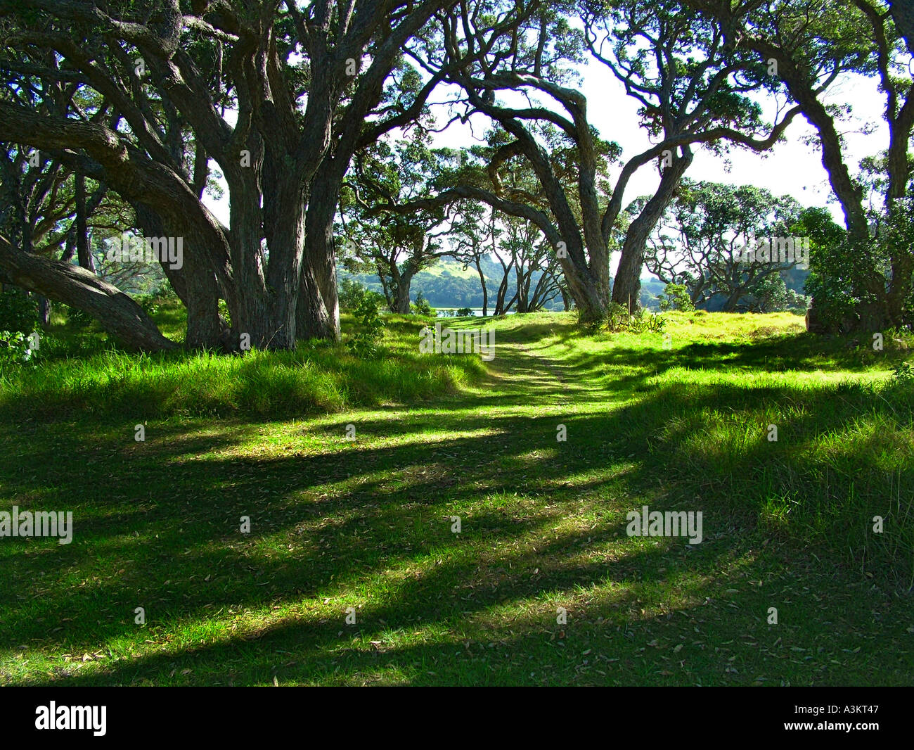 Afternoon walk in the woods hi-res stock photography and images - Alamy