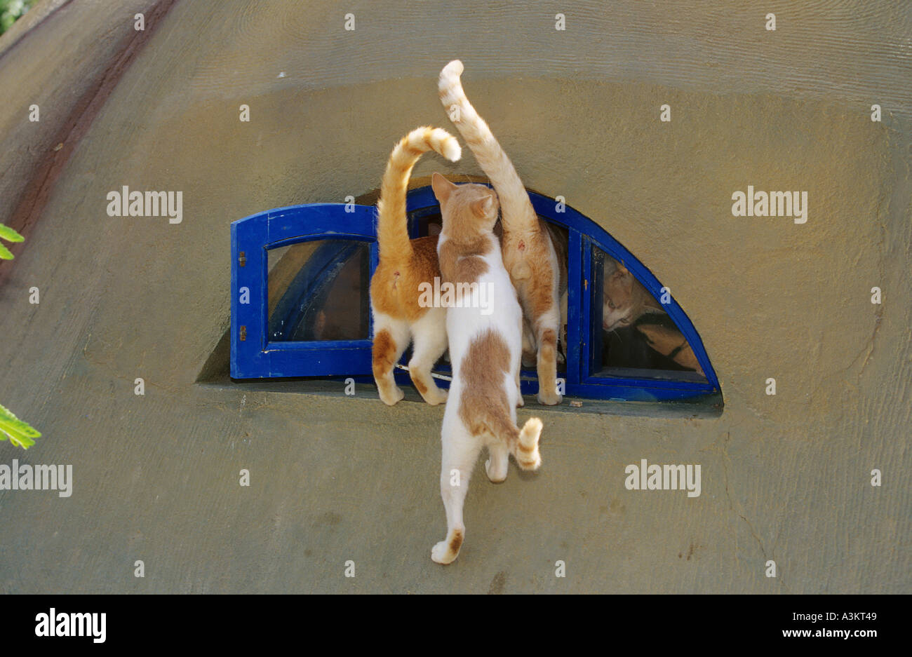 three cats climbing through blue window Stock Photo - Alamy