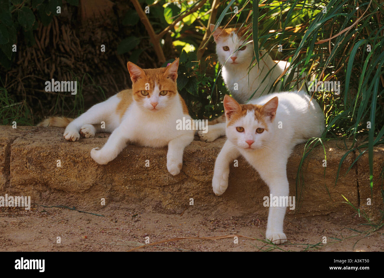 3 head cats hi-res stock photography and images - Alamy