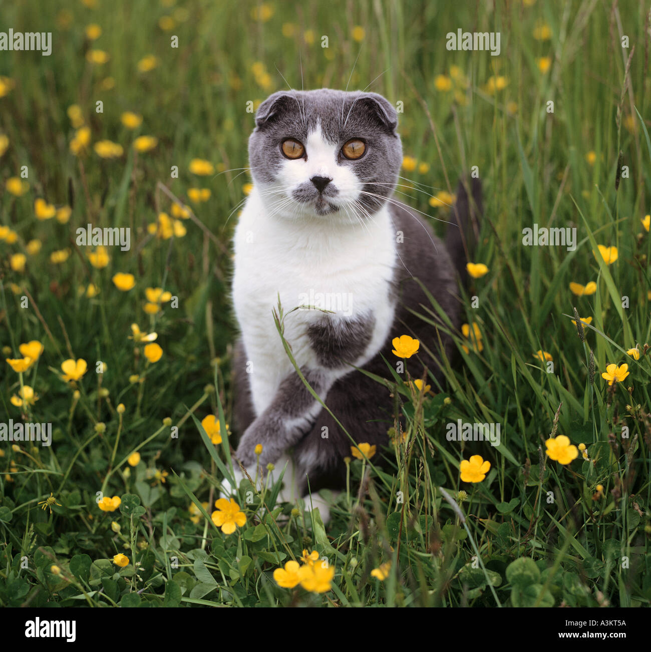 Scottish Fold cat - sitting on meadow Stock Photo - Alamy