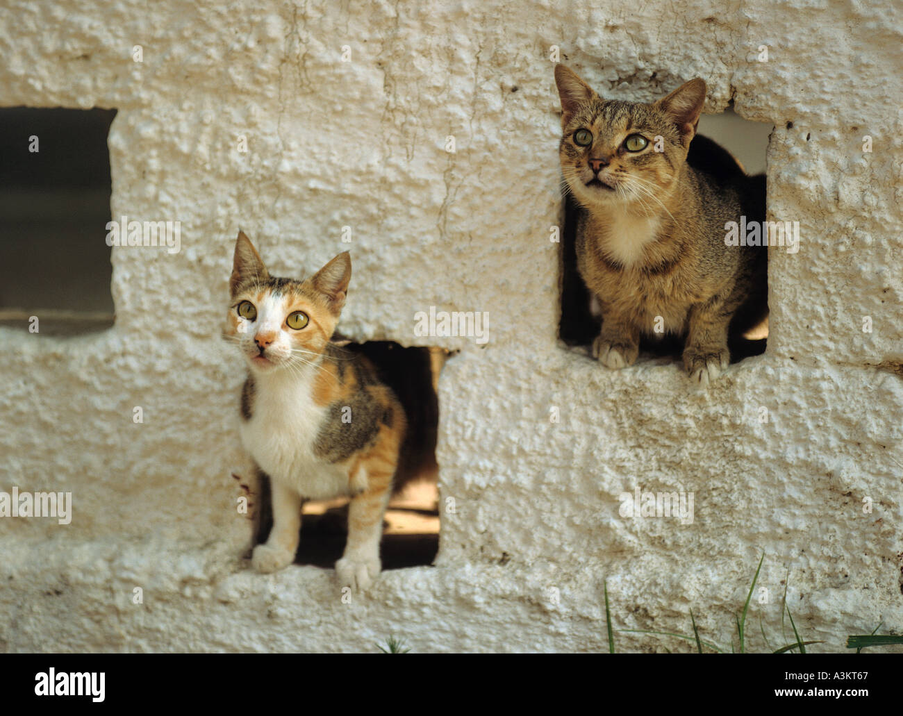two alley cats looking through holes in wall Stock Photo - Alamy