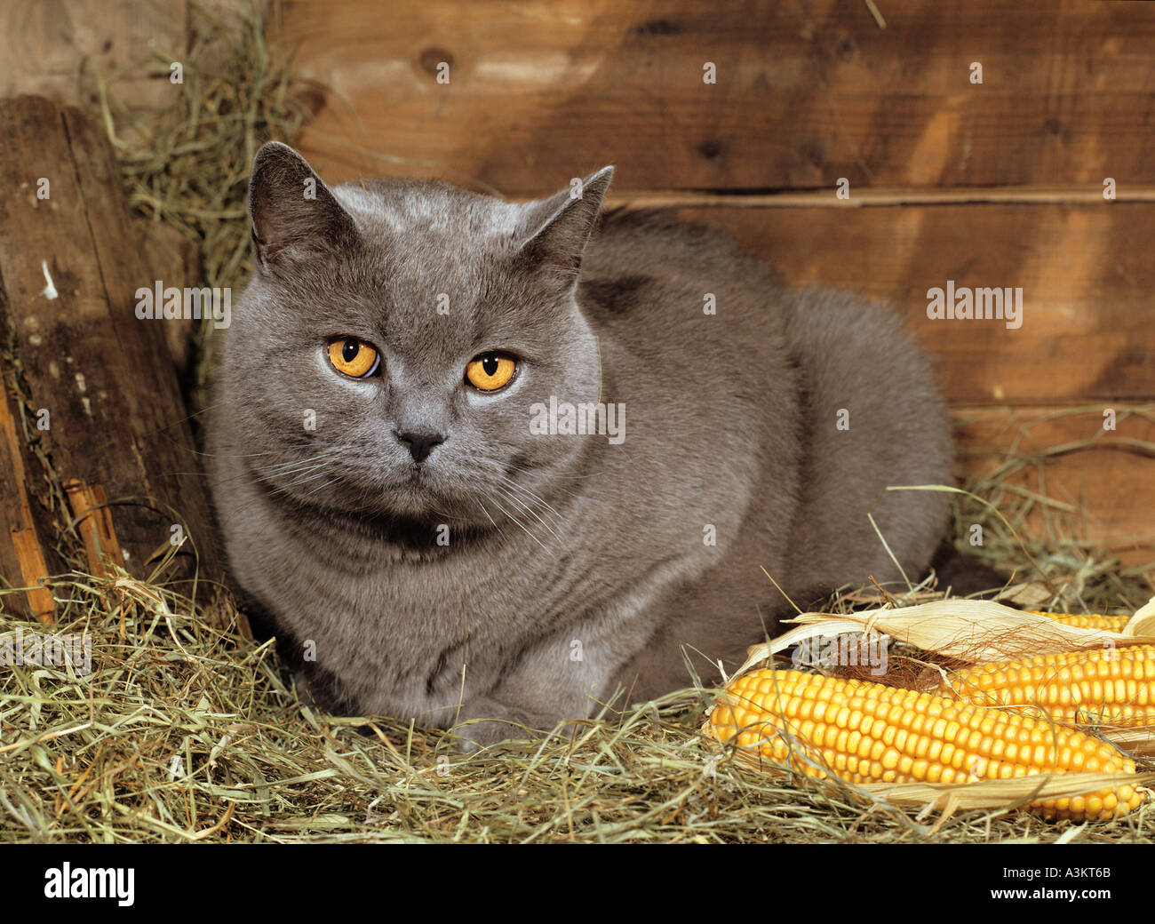 Cat in hay hi-res stock photography and images - Alamy