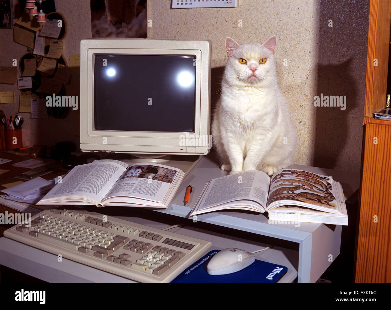 Computer cat hi-res stock photography and images - Alamy
