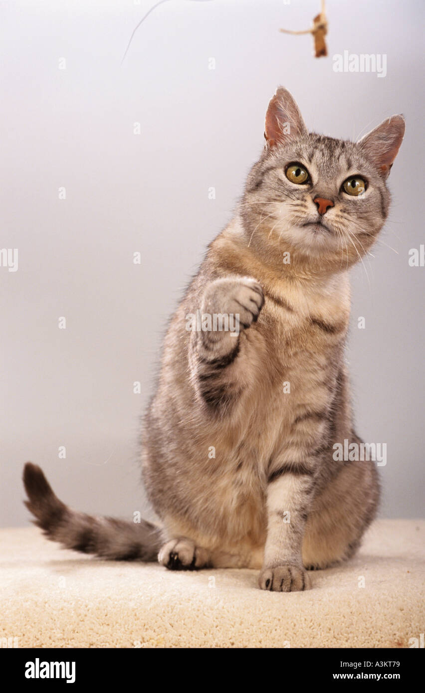 domestic cat - sitting Stock Photo - Alamy