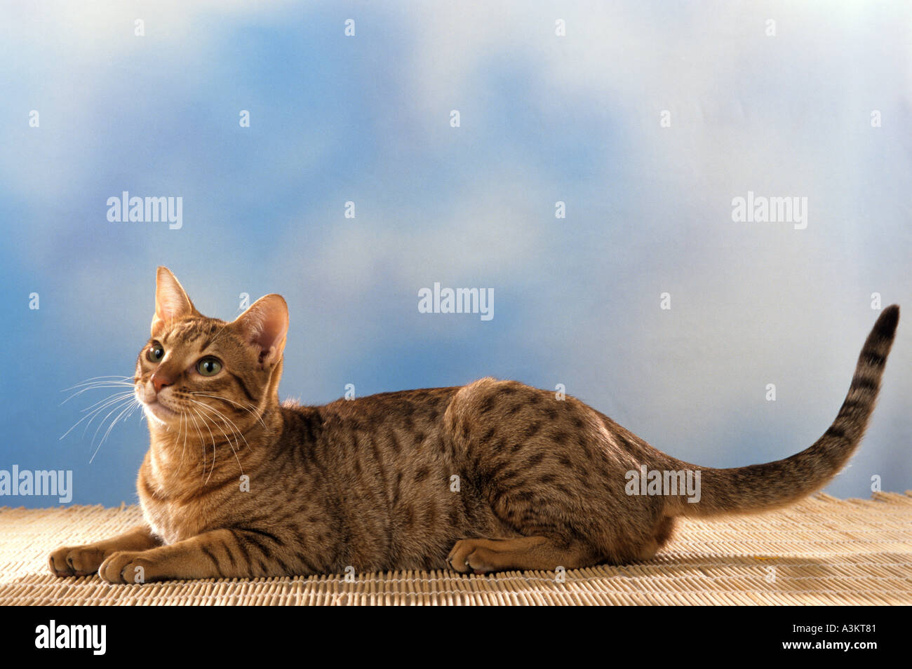 Ocicat - lying Stock Photo - Alamy