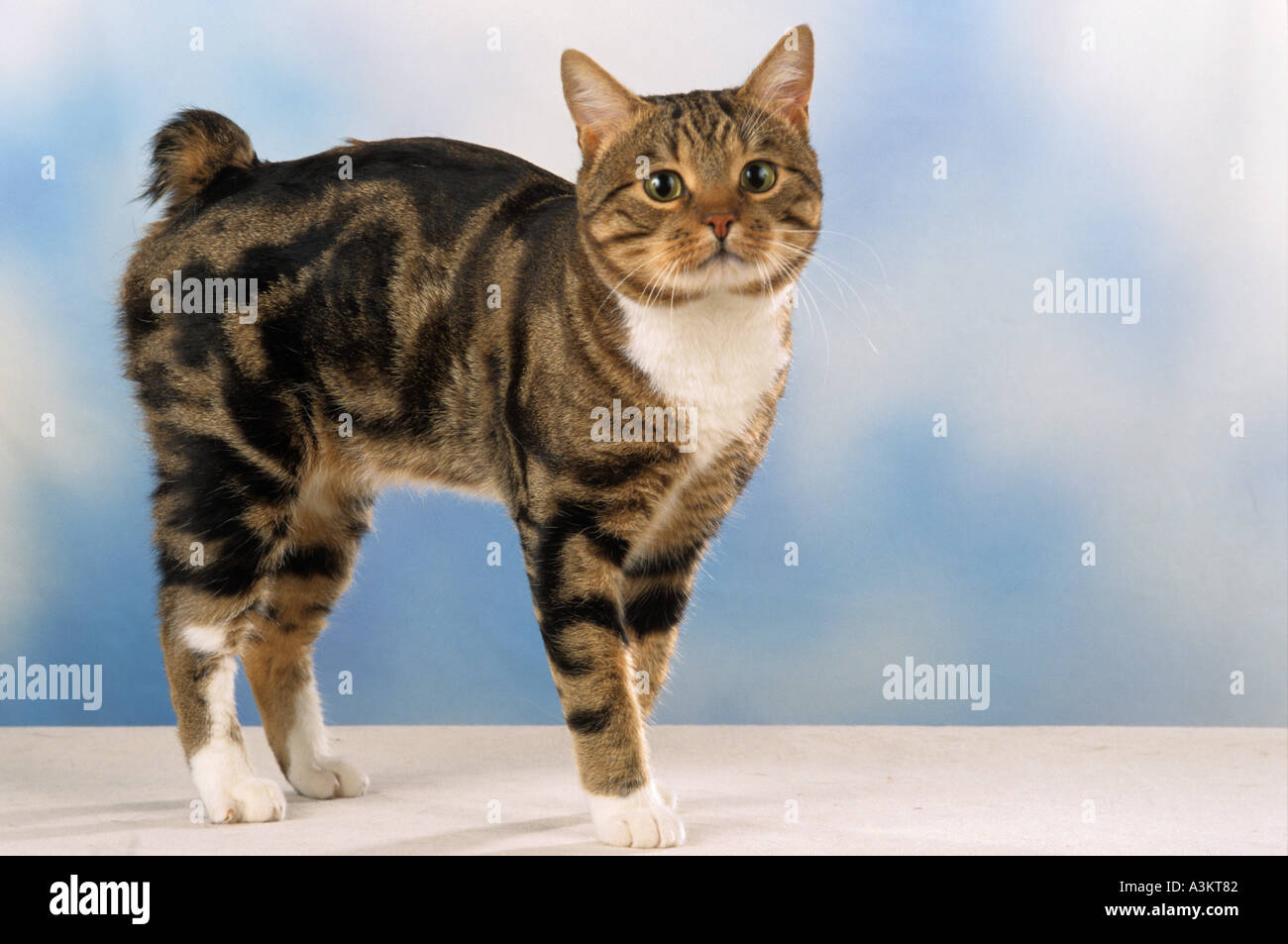 Manx Cat. Adult standing Stock Photo - Alamy