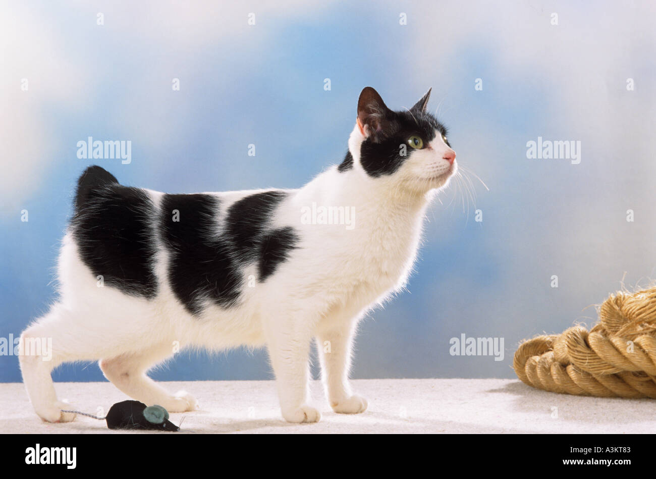 Japanese Bobtail Cat