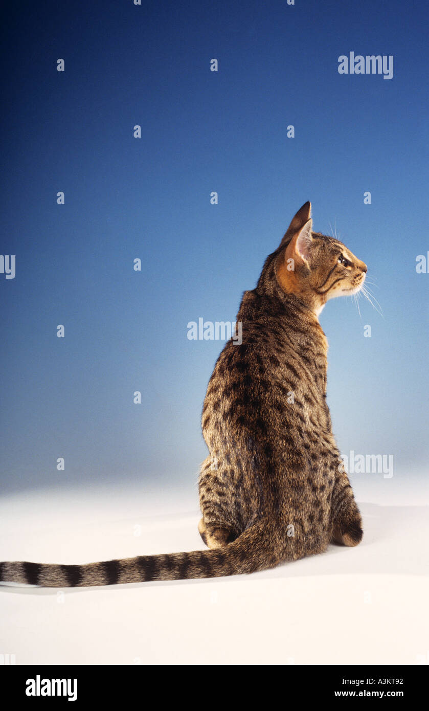 Ocicat Cat Stock Photos & Ocicat Cat Stock Images - Alamy