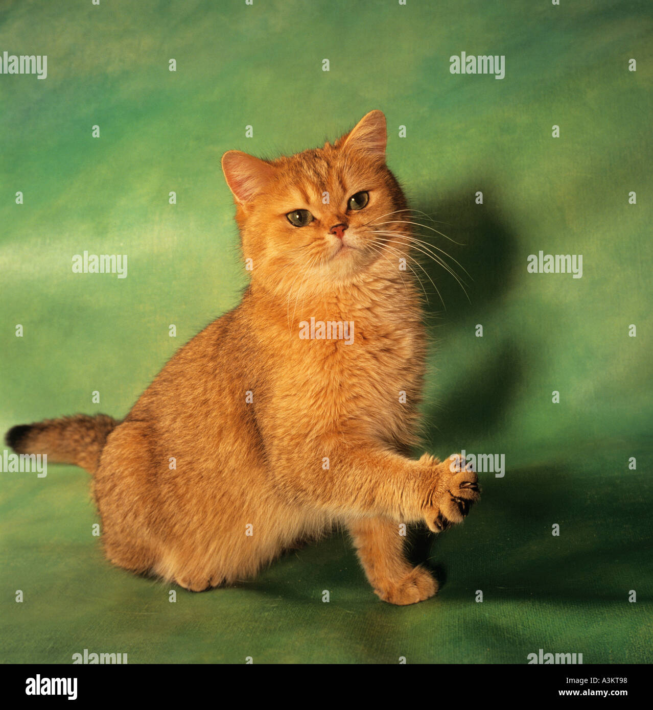 exotic shorthair cat - is angry Stock Photo - Alamy
